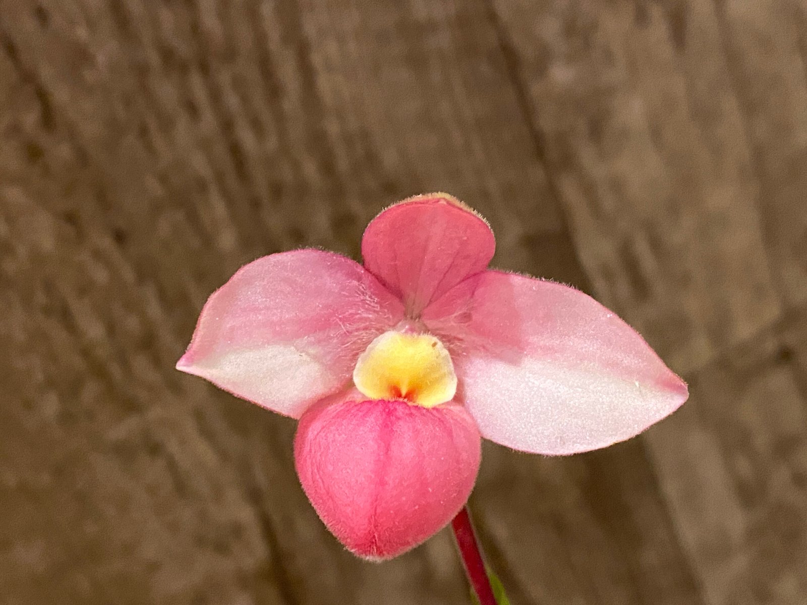 In Spike Phrag. QF Maka’ala (Seymour Tower x fischeri) (3.5″ pot ...