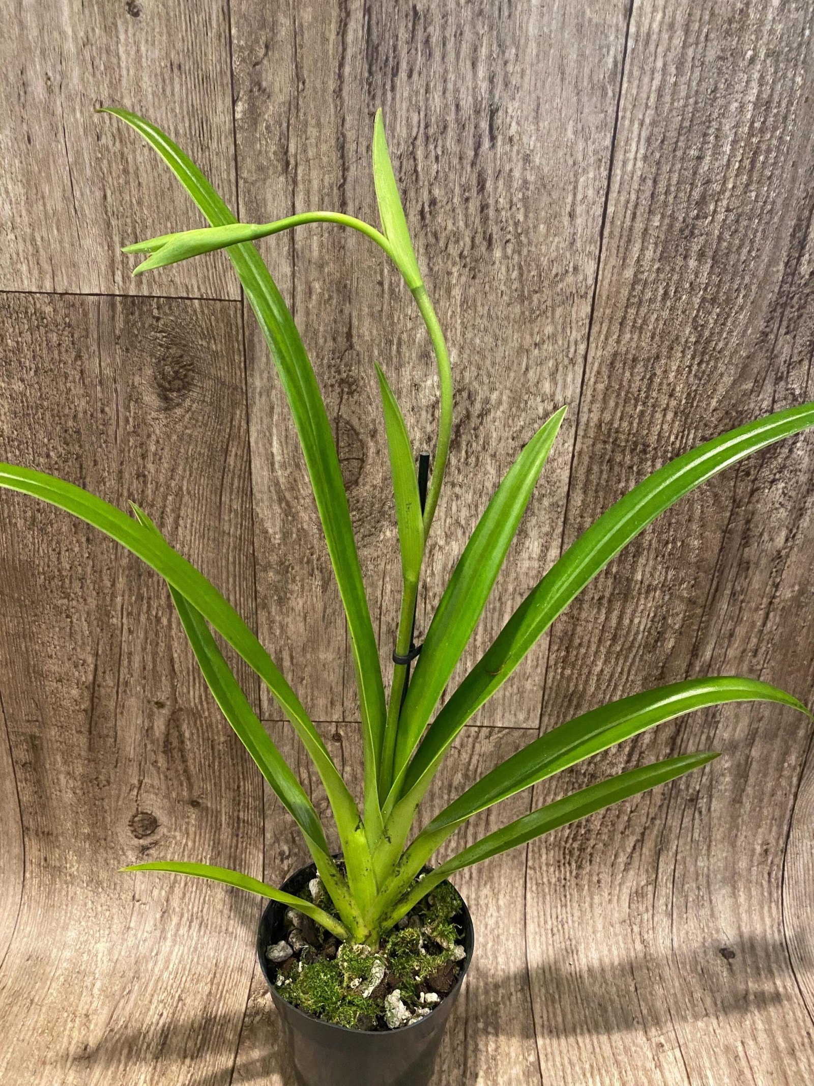 In Spike Phragmipedium QF Mauna (longifolium ‘Black As Night’ × ...