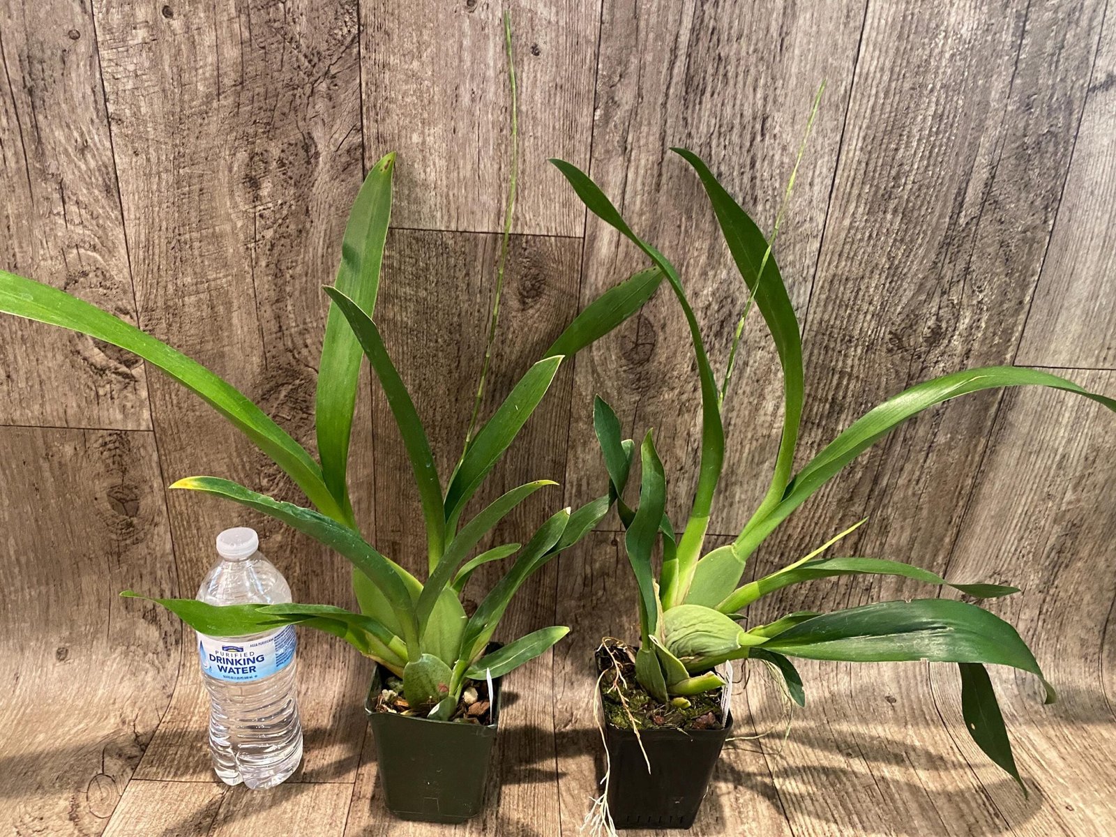 In Spikes – Fragrant Oncidium Heaven Scent ‘Redolence’ (3.5” Pot ...