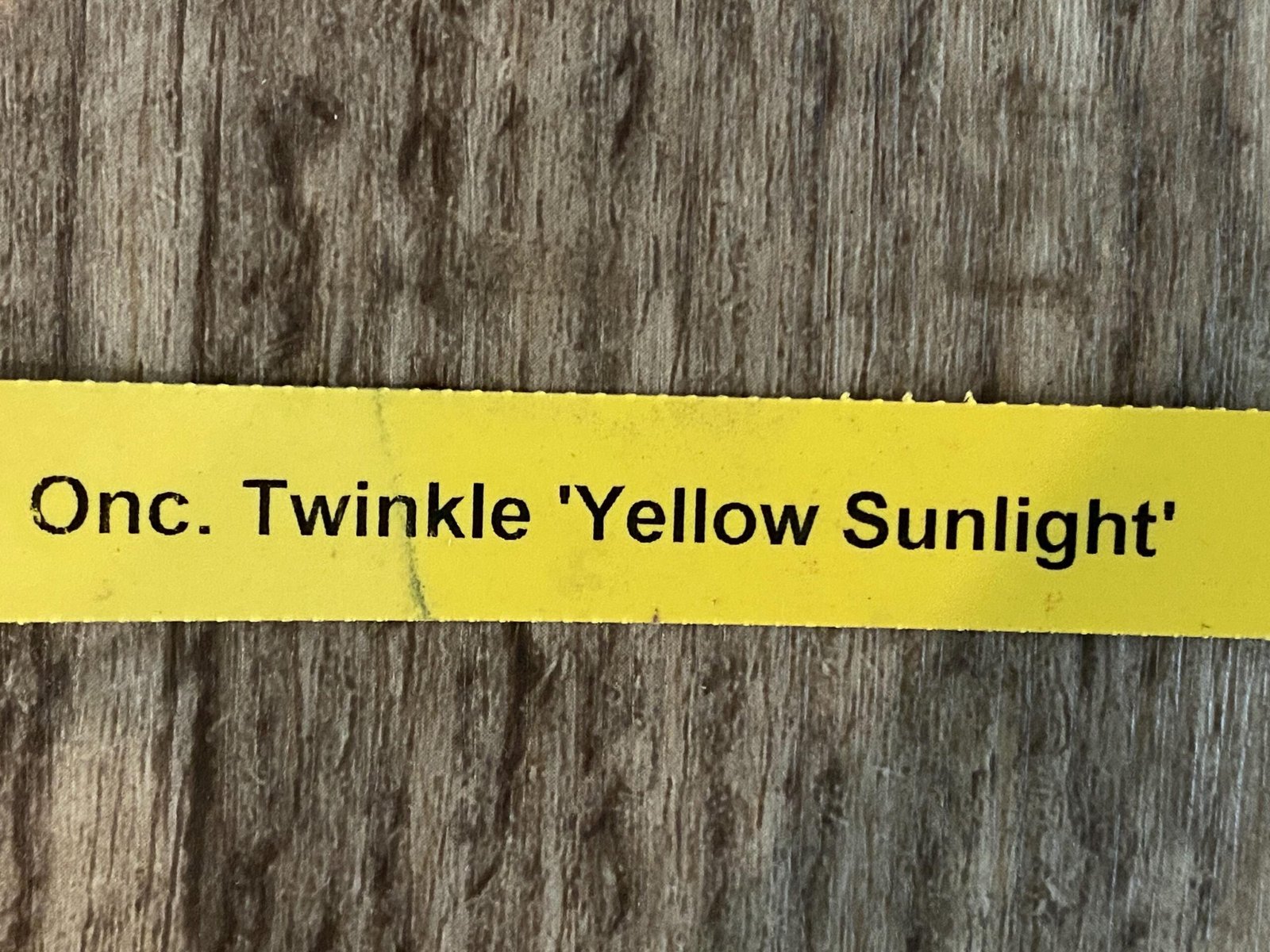 In Spikes Oncidium Twinkle ‘Yellow Sunlight’ (3.5” Pot) - Everything ...