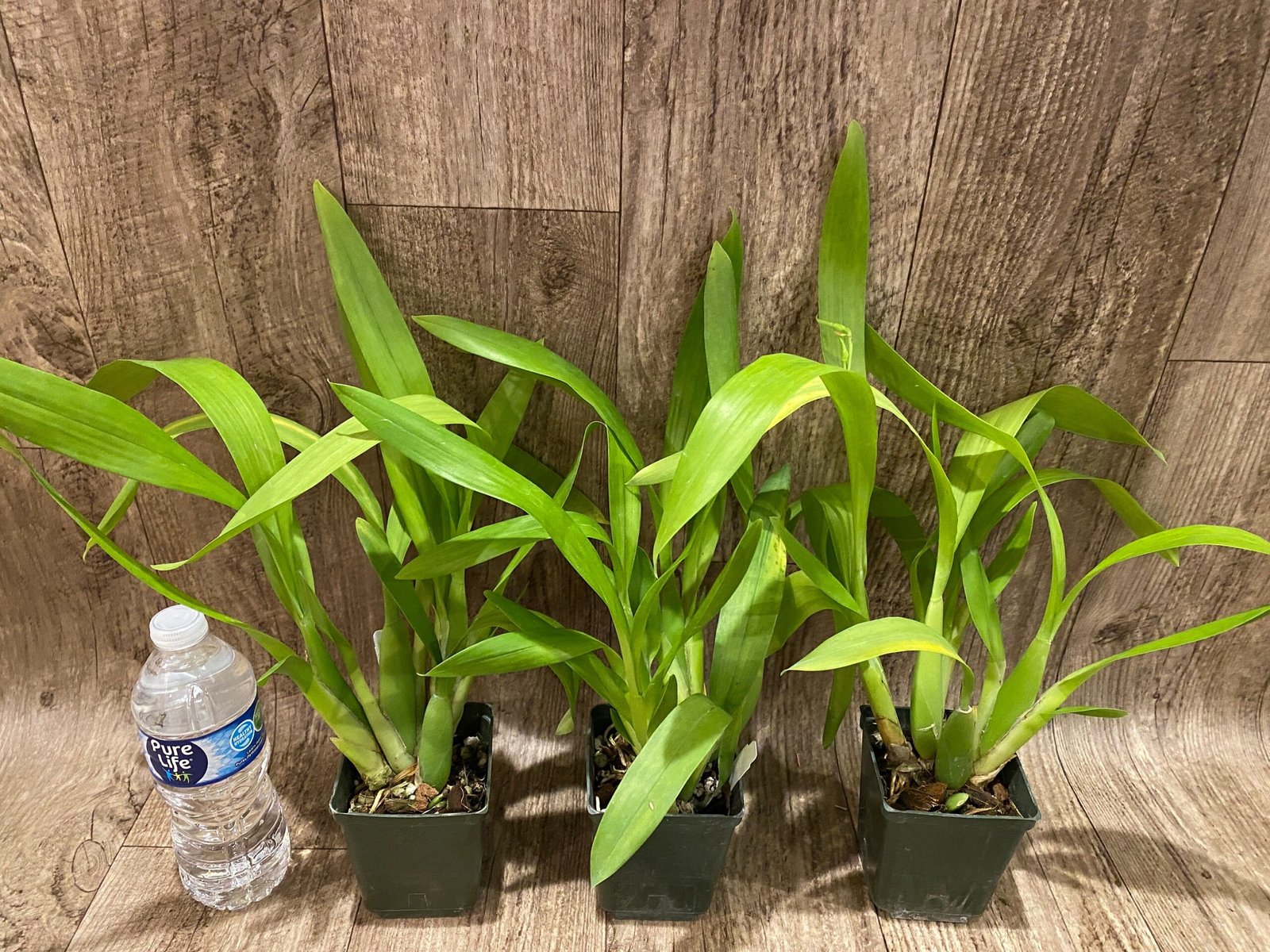 Miltassia Golden Spider ‘Copius’ (3.5″ pot) - Everything Orchids