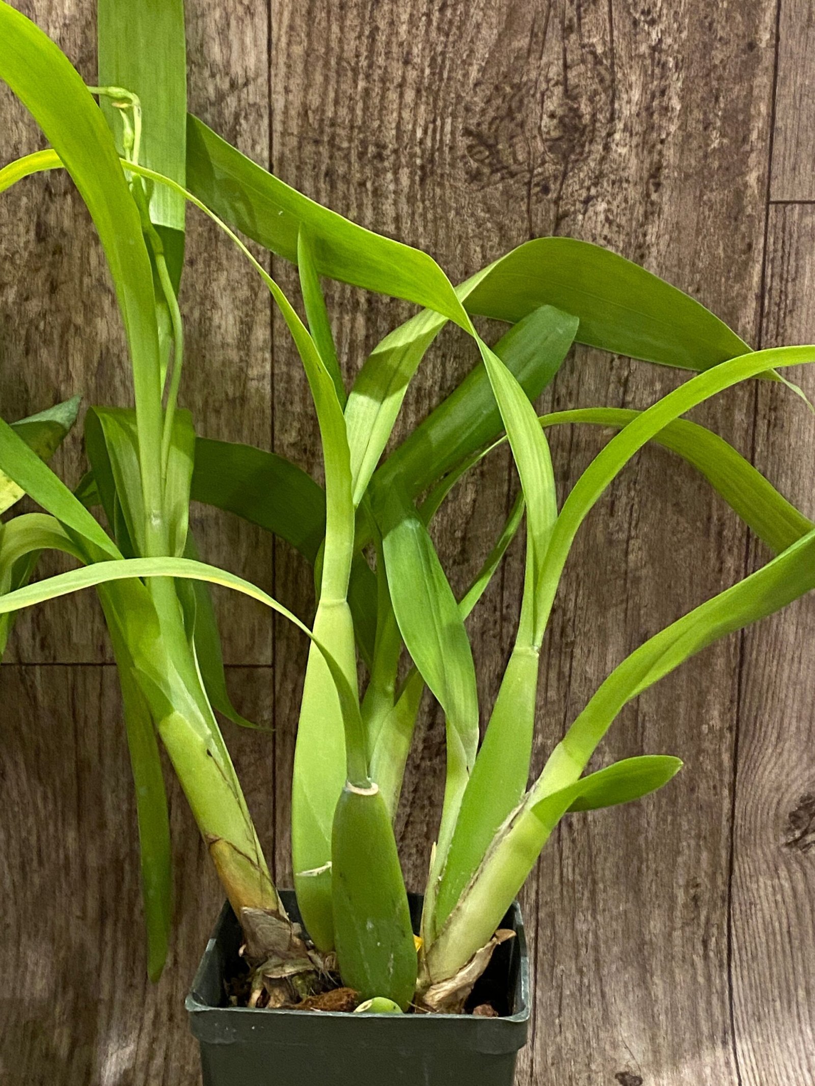 Miltassia Golden Spider ‘Copius’ (3.5″ pot) - Everything Orchids