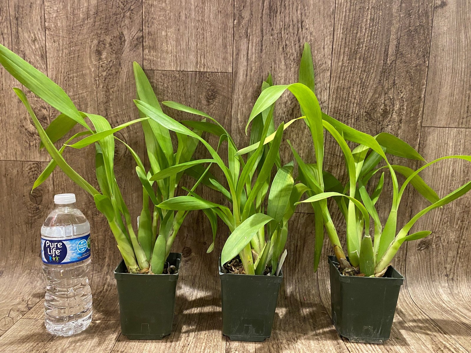 Miltassia Golden Spider ‘Copius’ (3.5″ pot) - Everything Orchids