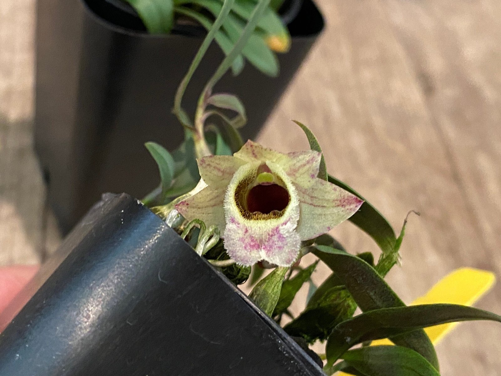 Mini – Dendrobium hekouense Blooming Size (2” pot) - Everything Orchids