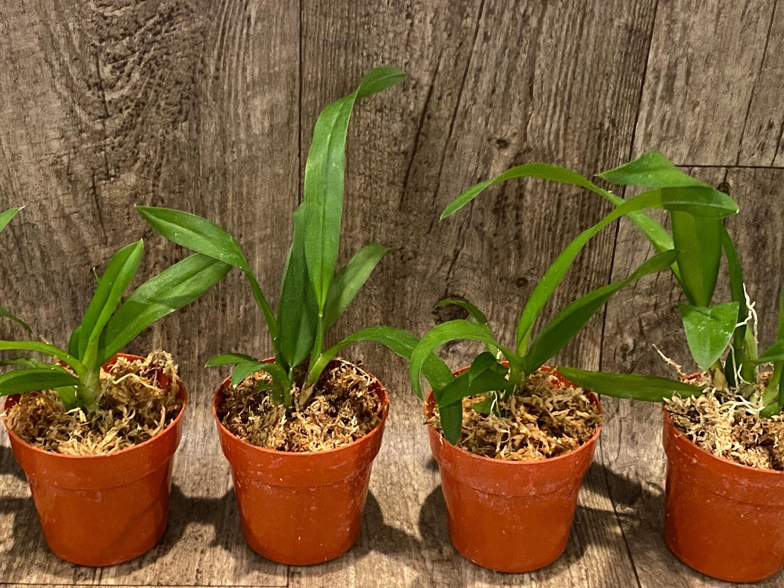 In Spike Mini – Howeara Lava Burst ‘Pacific Sunrise’ (2-3″ pot ...