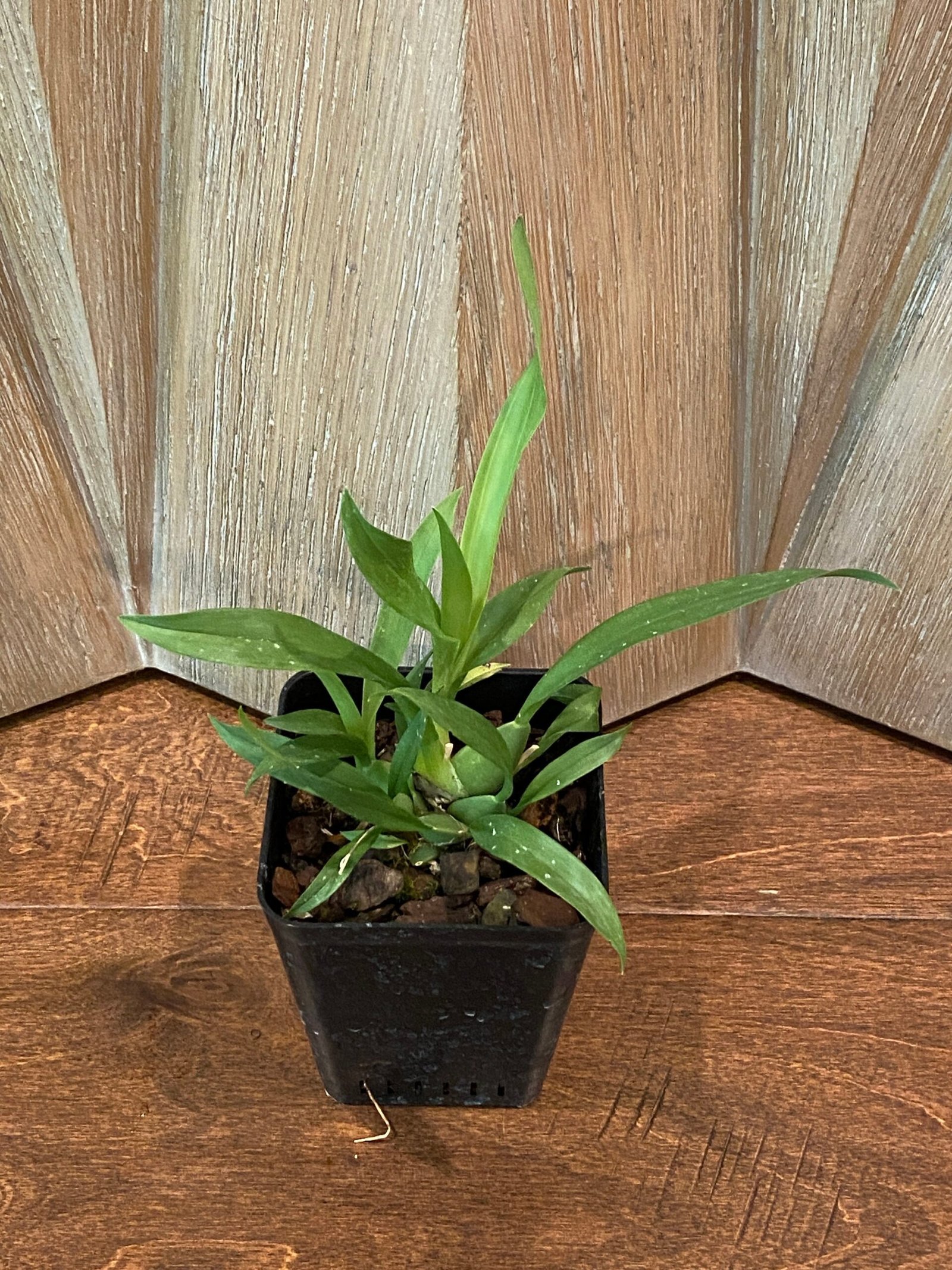 Mini Oncidium Twinkle ‘Oro’ (3.5” pot) - Everything Orchids