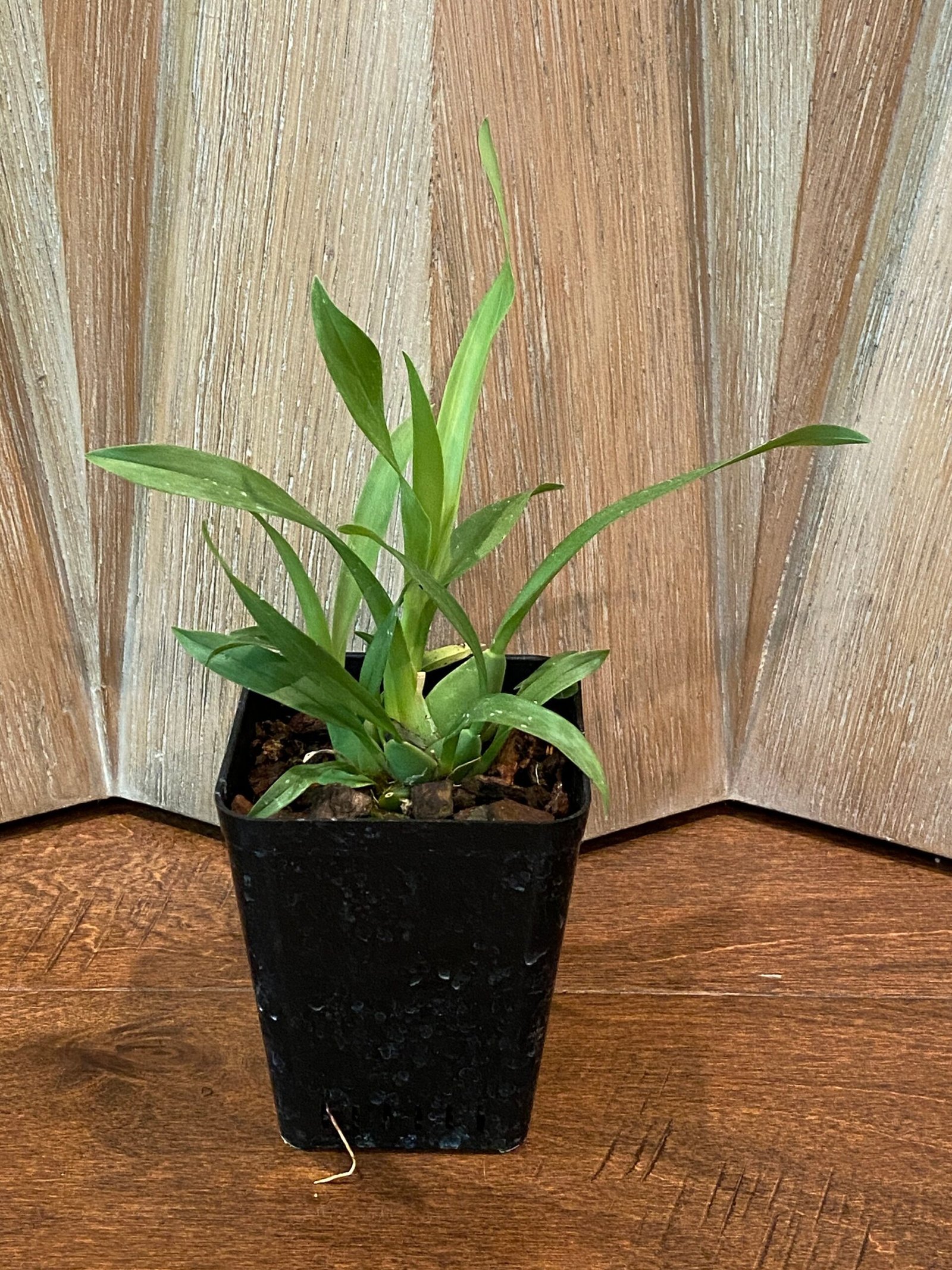 Mini Oncidium Twinkle ‘Oro’ (3.5” pot) - Everything Orchids