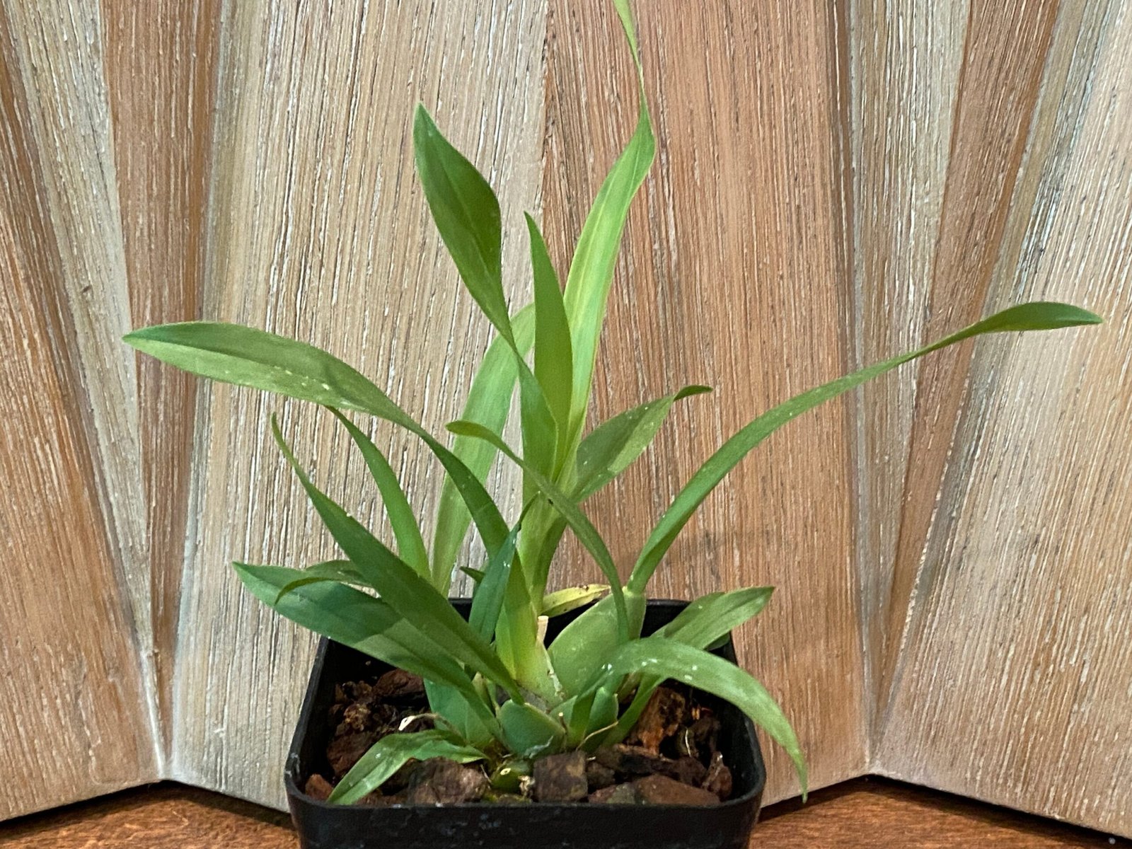 Mini Oncidium Twinkle ‘Oro’ (3.5” pot) - Everything Orchids