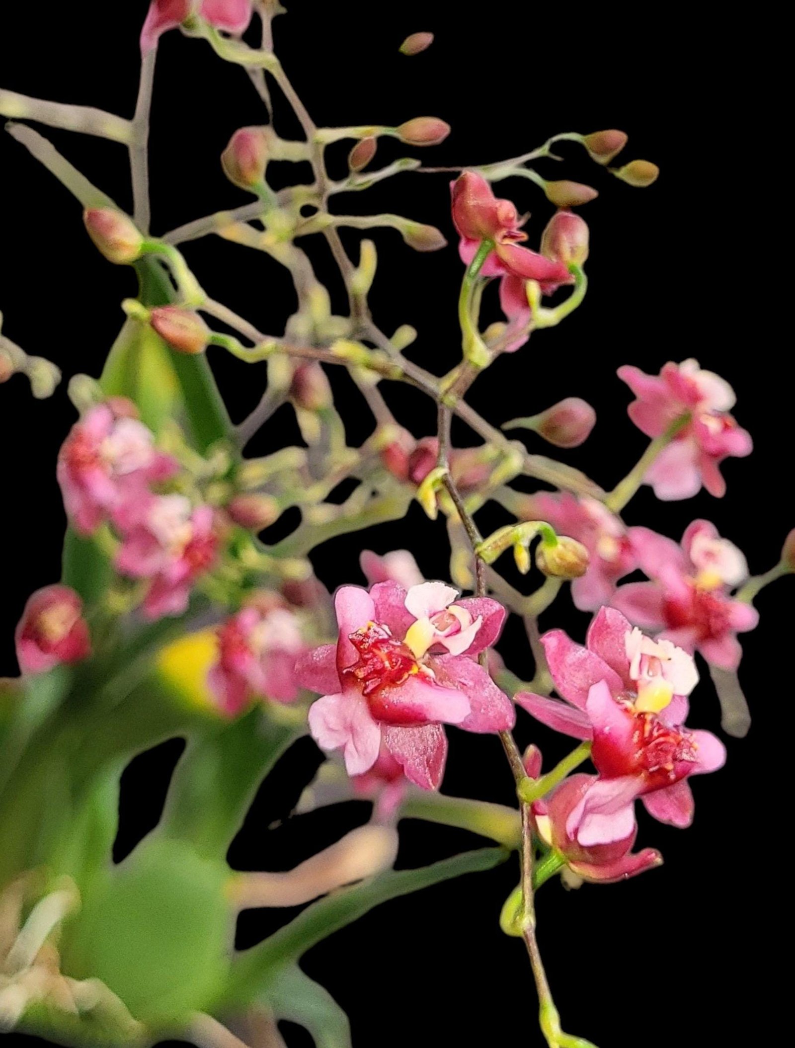 Mini Oncidium Twinkle ‘Red Fire’ (3.5” Pot) - Everything Orchids