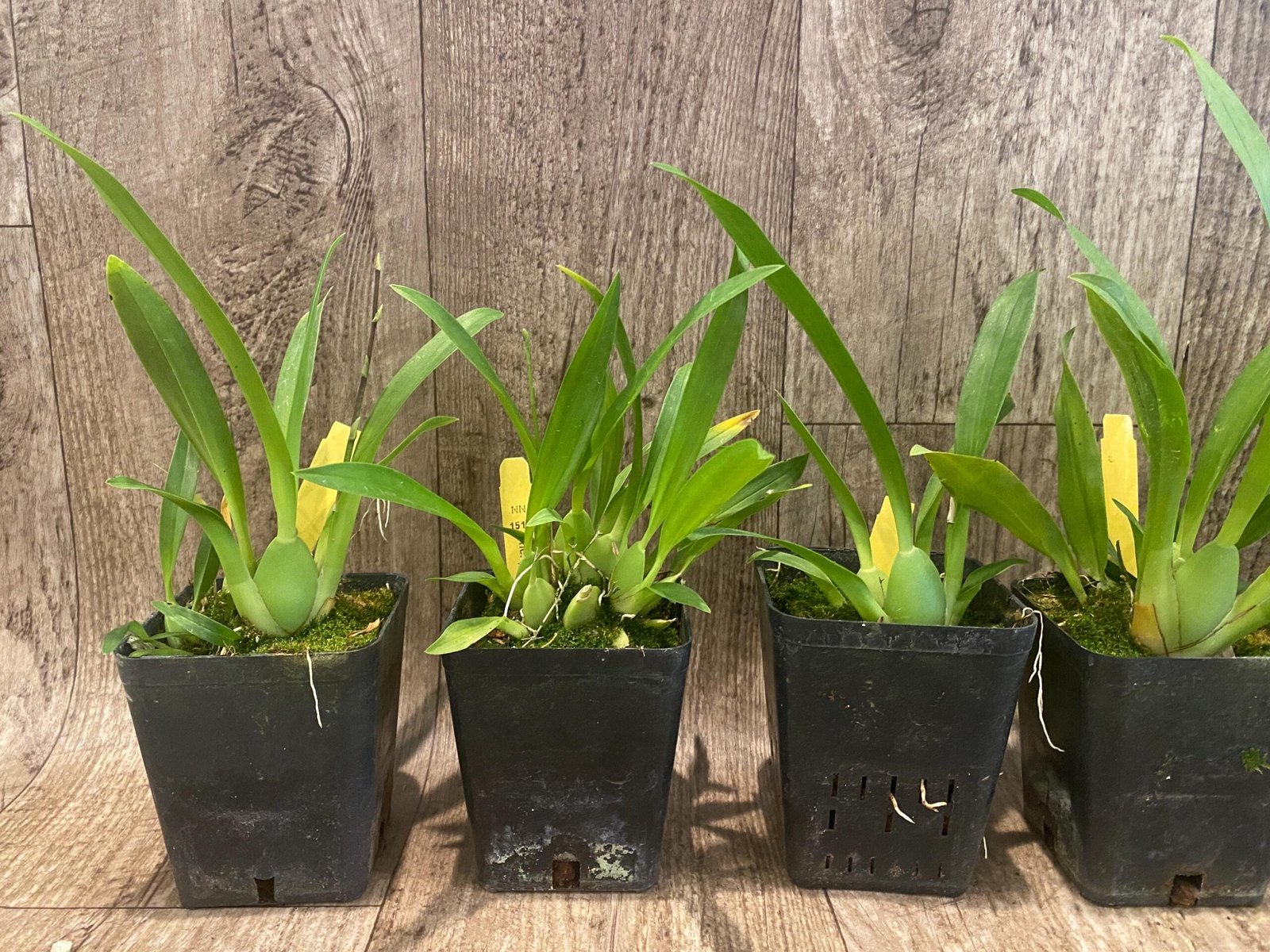 Mini Oncidium Twinkle ‘Red Fire’ (3.5” Pot) - Everything Orchids
