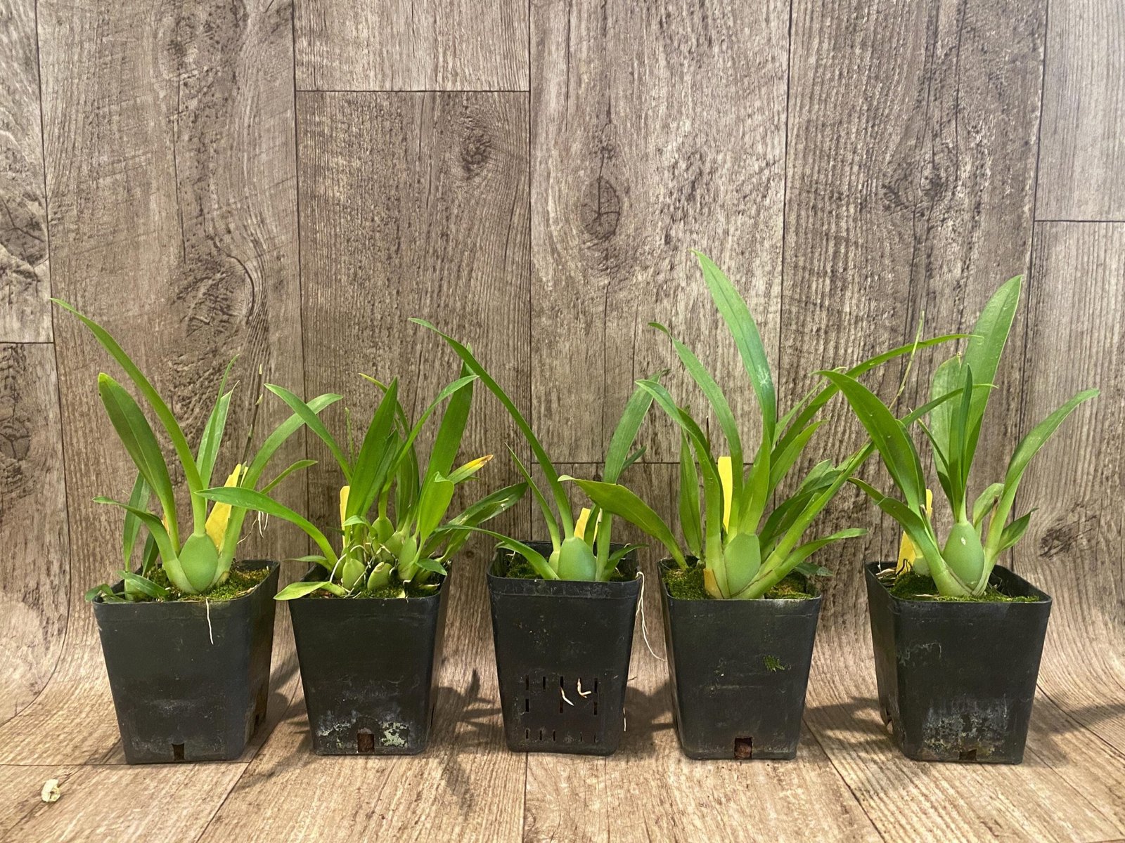 Mini Oncidium Twinkle ‘Red Fire’ (3.5” Pot) - Everything Orchids