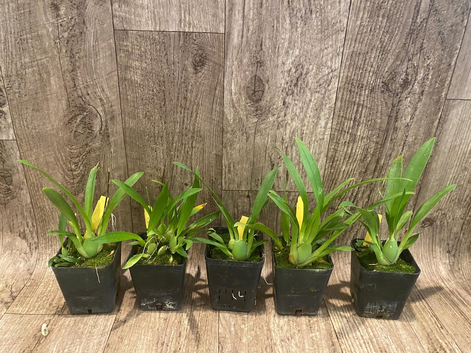 Mini Oncidium Twinkle ‘Red Fire’ (3.5” Pot) - Everything Orchids