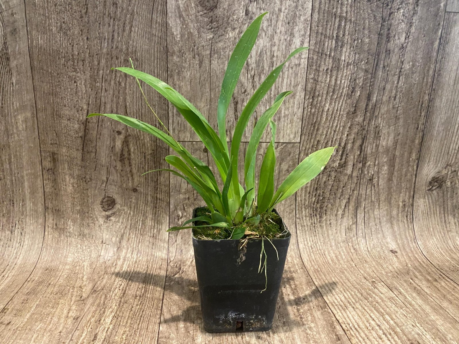 Mini Oncidium Twinkle ‘White Shower’ (3.5” Pot) - Everything Orchids