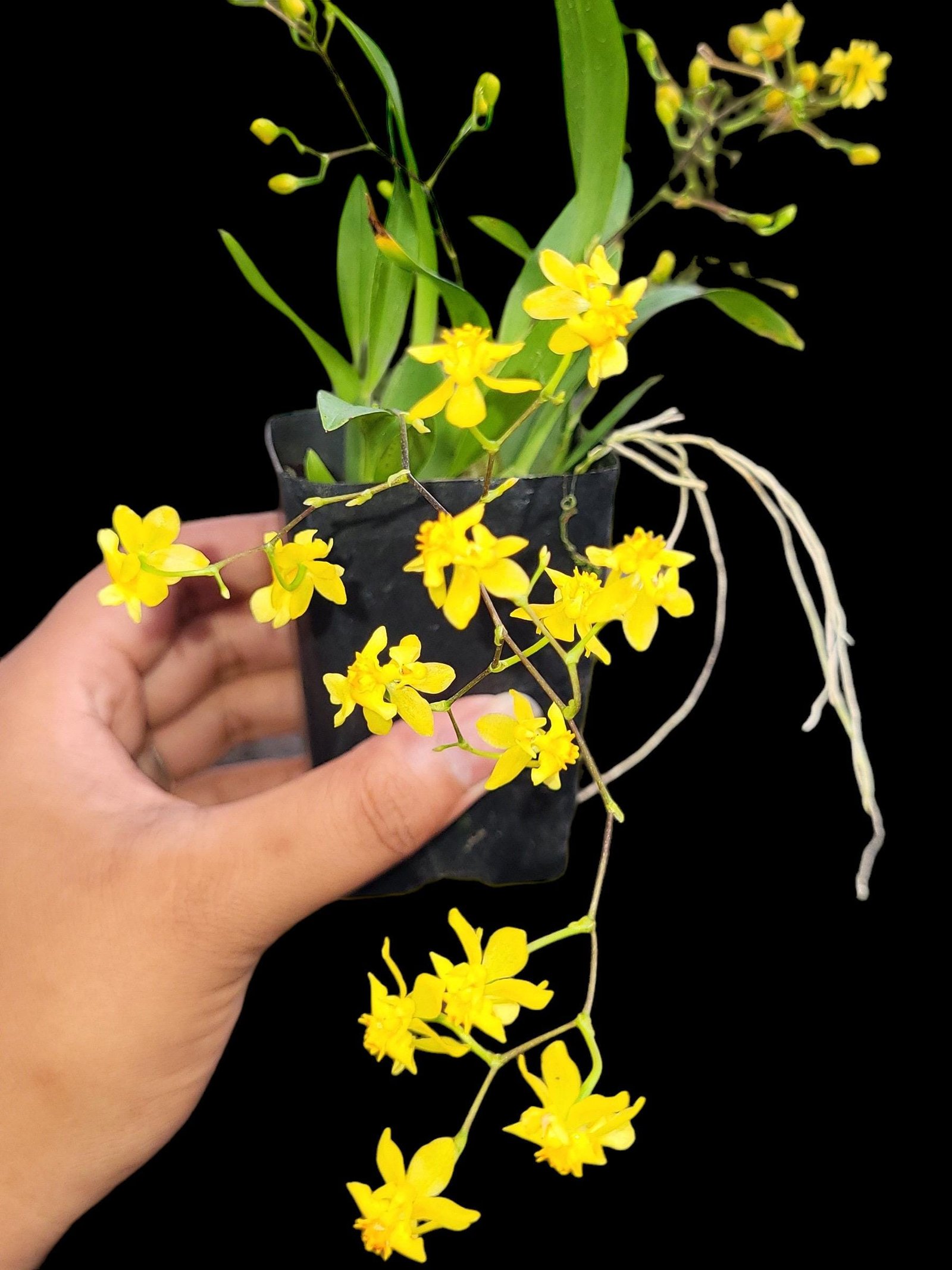 Mini Oncidium Twinkle ‘Yellow Sunlight’ (3.5” Pot) - Everything Orchids