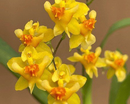 MULTI SPIKES – Fragrant Mini Oncidium Twinkle ‘Oro’ (3.5” Pot ...
