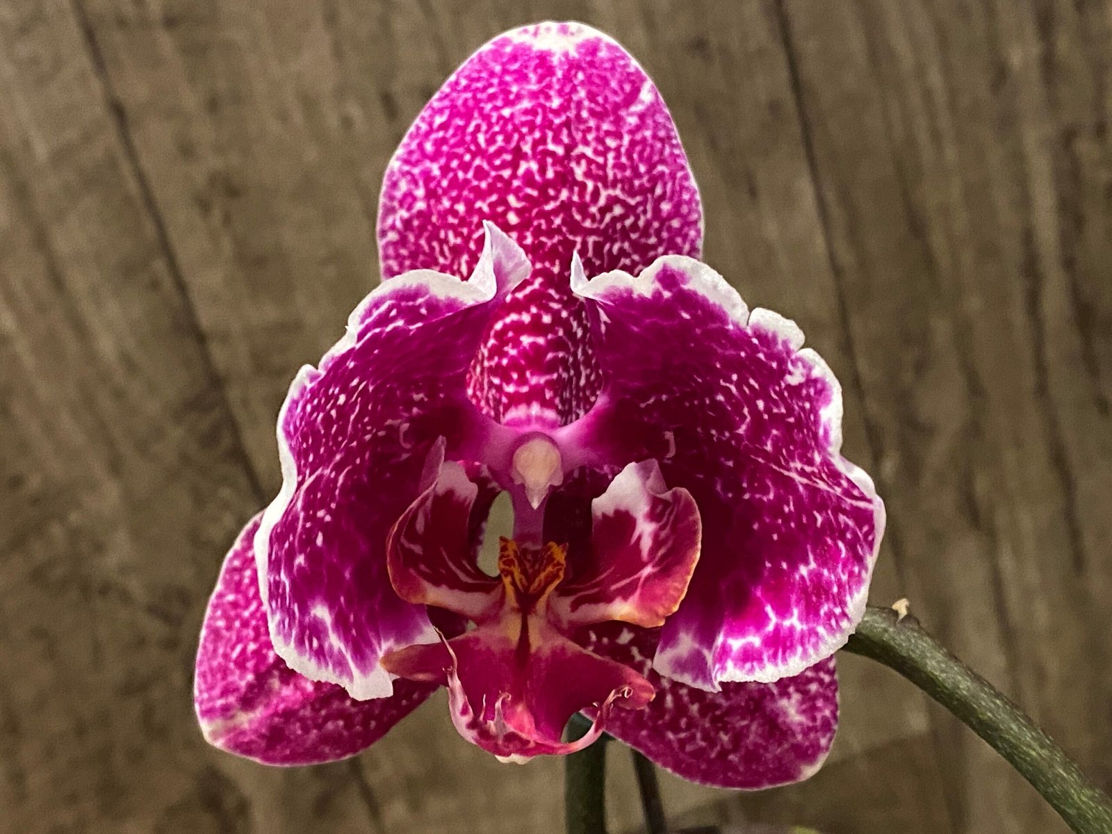 Multi Spikes Phalaenopsis OX Burgundy (4.5″ pot) - Everything Orchids