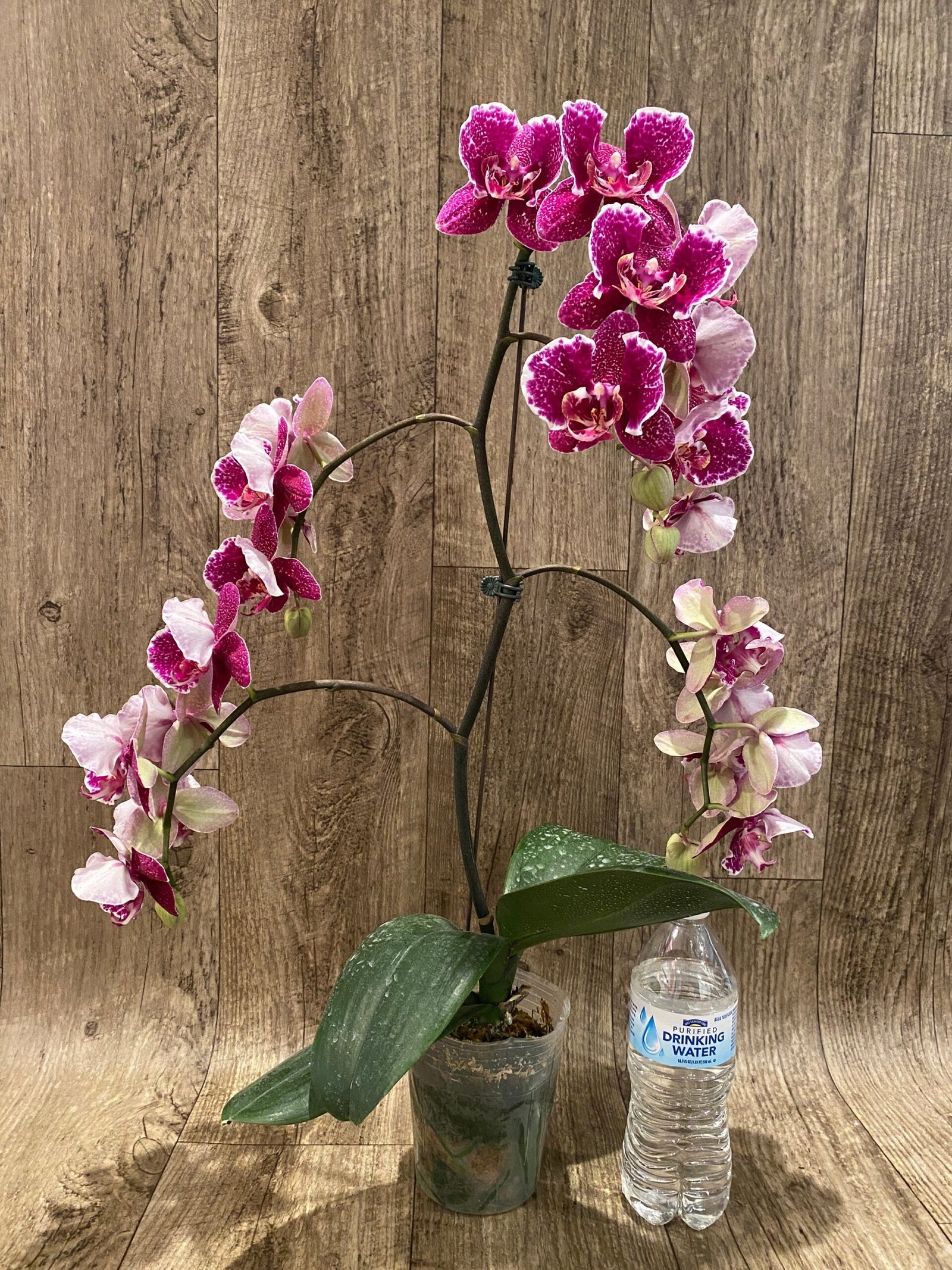 Multi Spikes Phalaenopsis OX Burgundy (4.5″ pot) - Everything Orchids