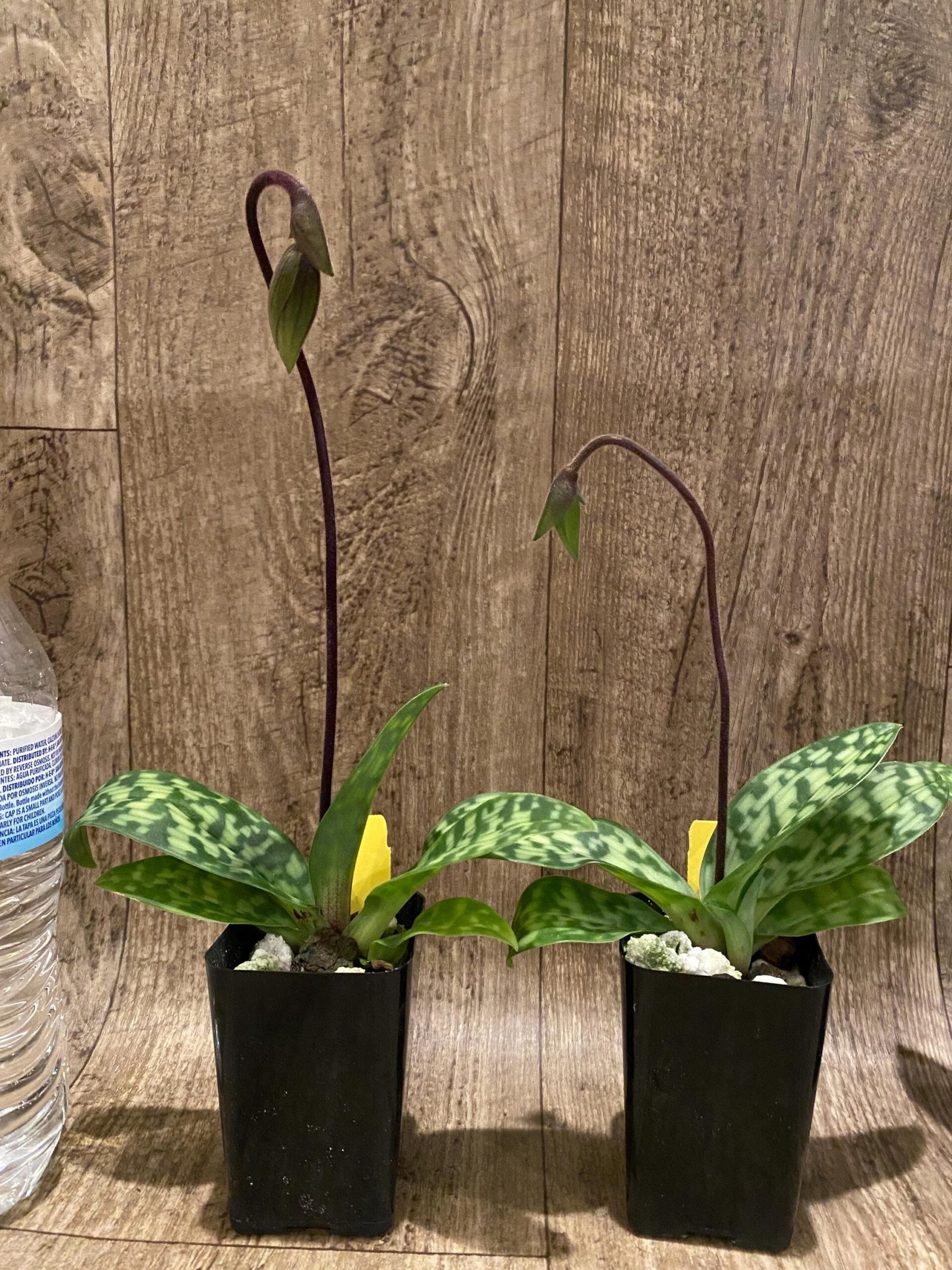 NEW In Spike Paph. Aga’pe x hookerae (2″ pot) - Everything Orchids