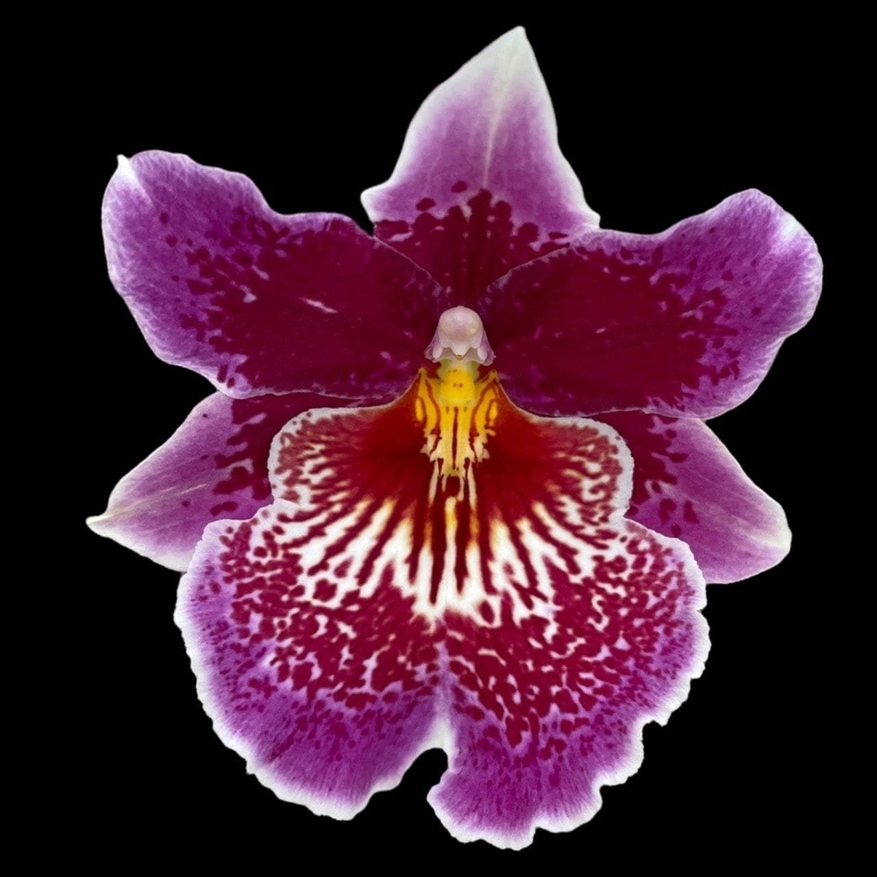 Odontonia Memoria Martin Orenstein ‘Lulu’ (3.5″ pot) - Everything Orchids