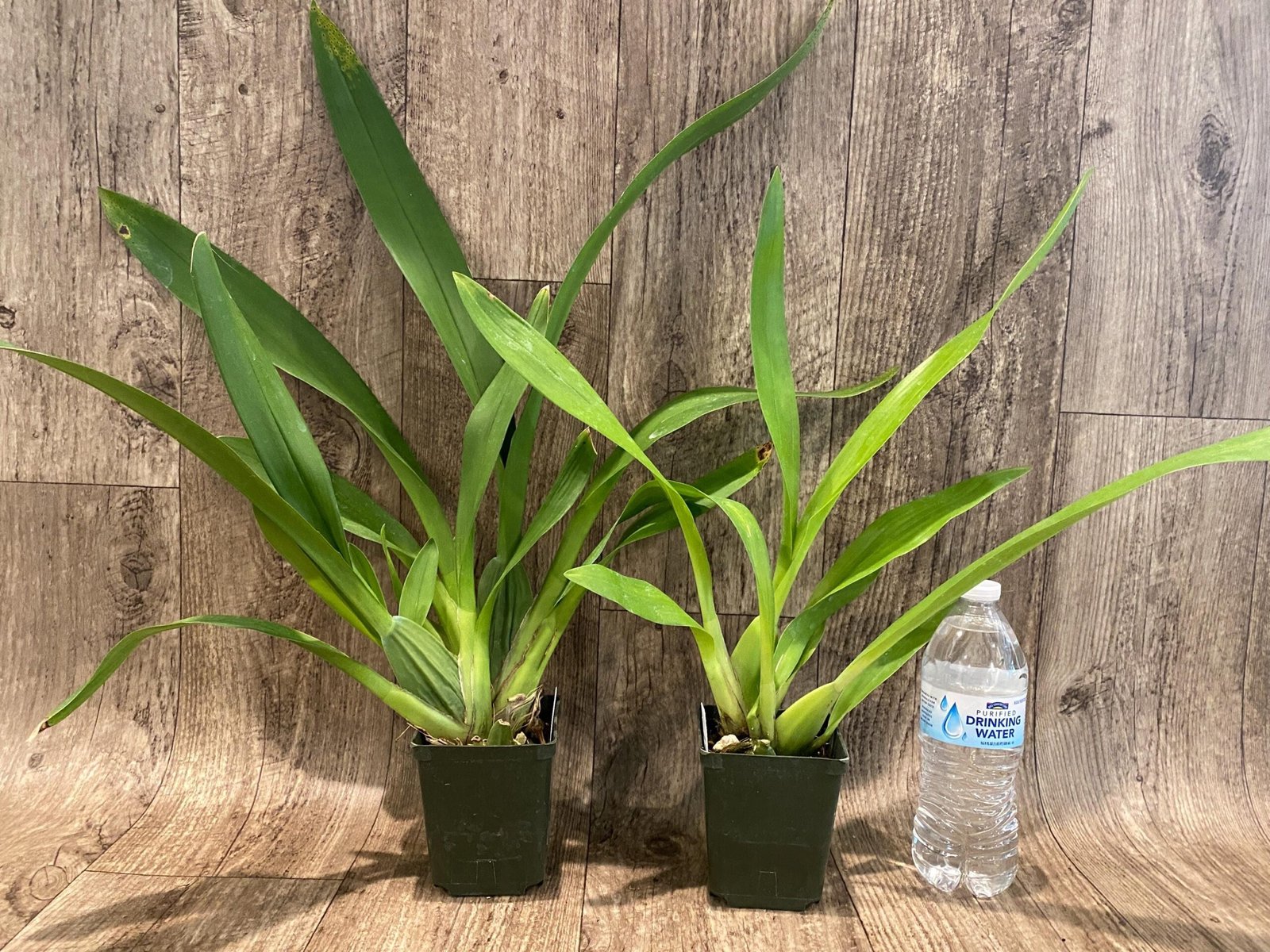 Oncidium Ruth’s Rainbow ’Over the Rainbow’ (3.5” Pot) - Everything Orchids