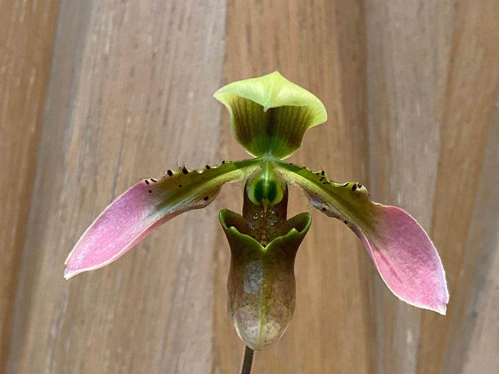 Paph. appletonianum x sib (BS 2” pot) - Everything Orchids