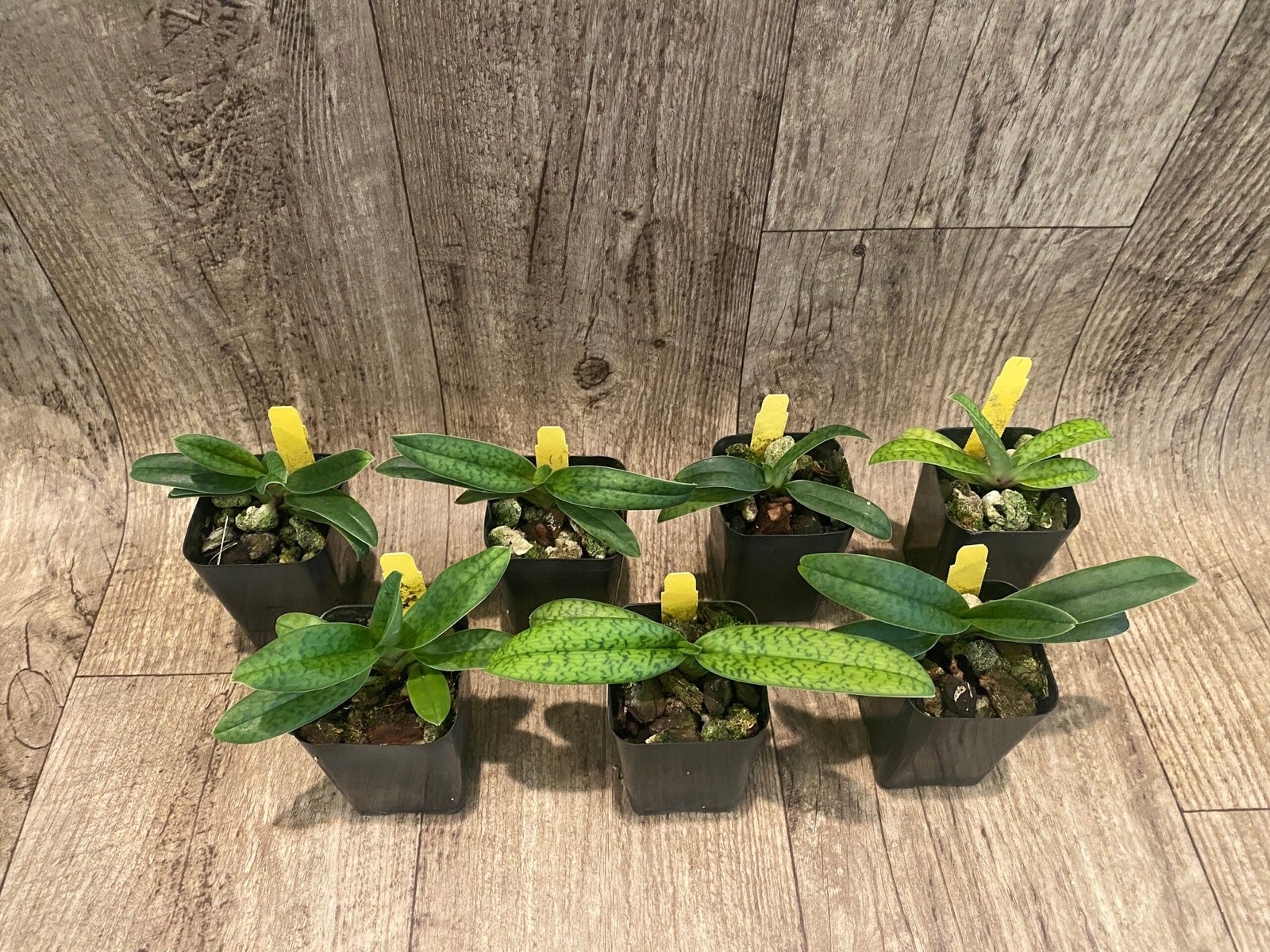 Paph. Graham Robertson (2″ pot) - Everything Orchids