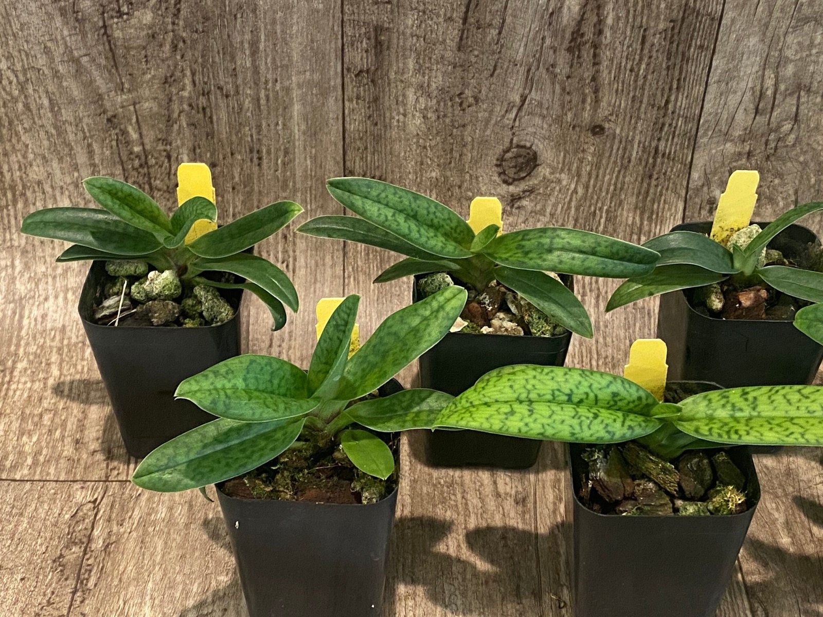 Paph. Graham Robertson (2″ pot) - Everything Orchids