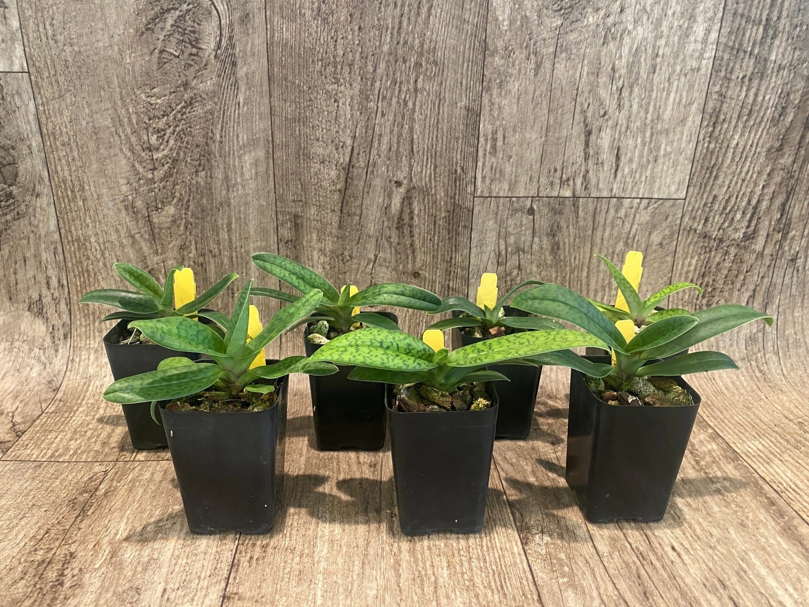 Paph. Graham Robertson (2″ pot) - Everything Orchids