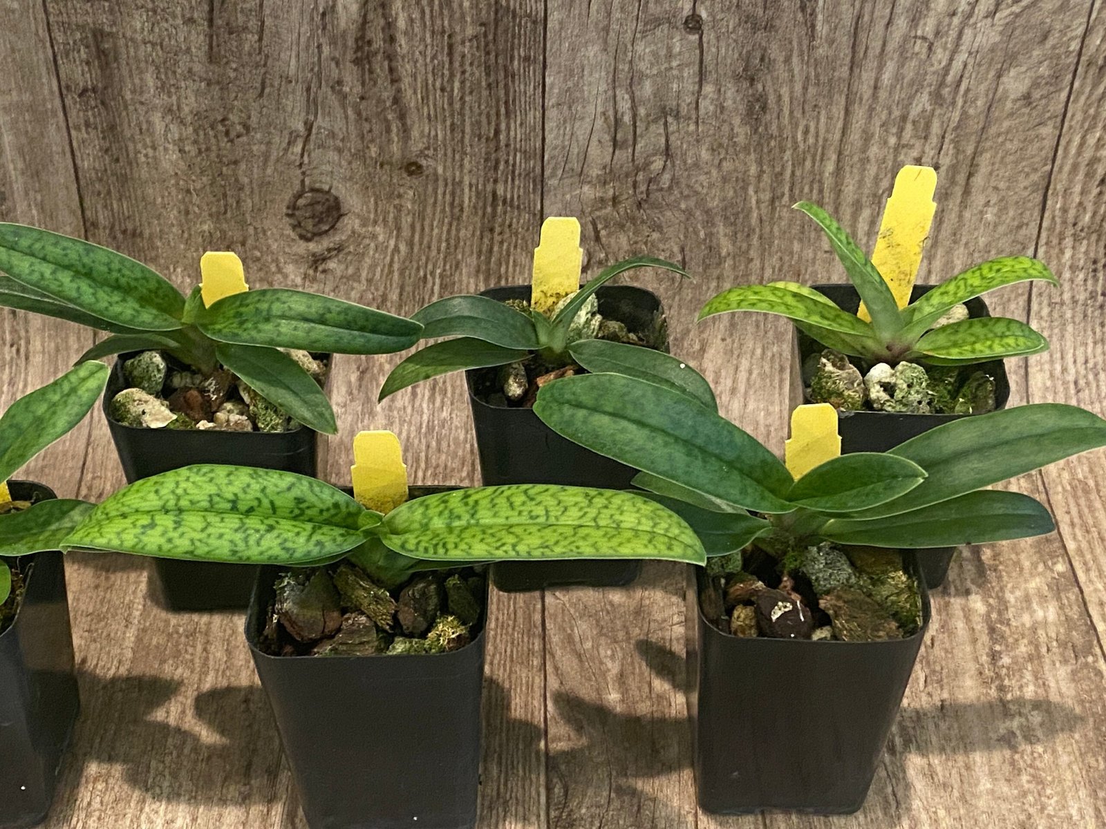 Paph. Graham Robertson (2″ pot) - Everything Orchids