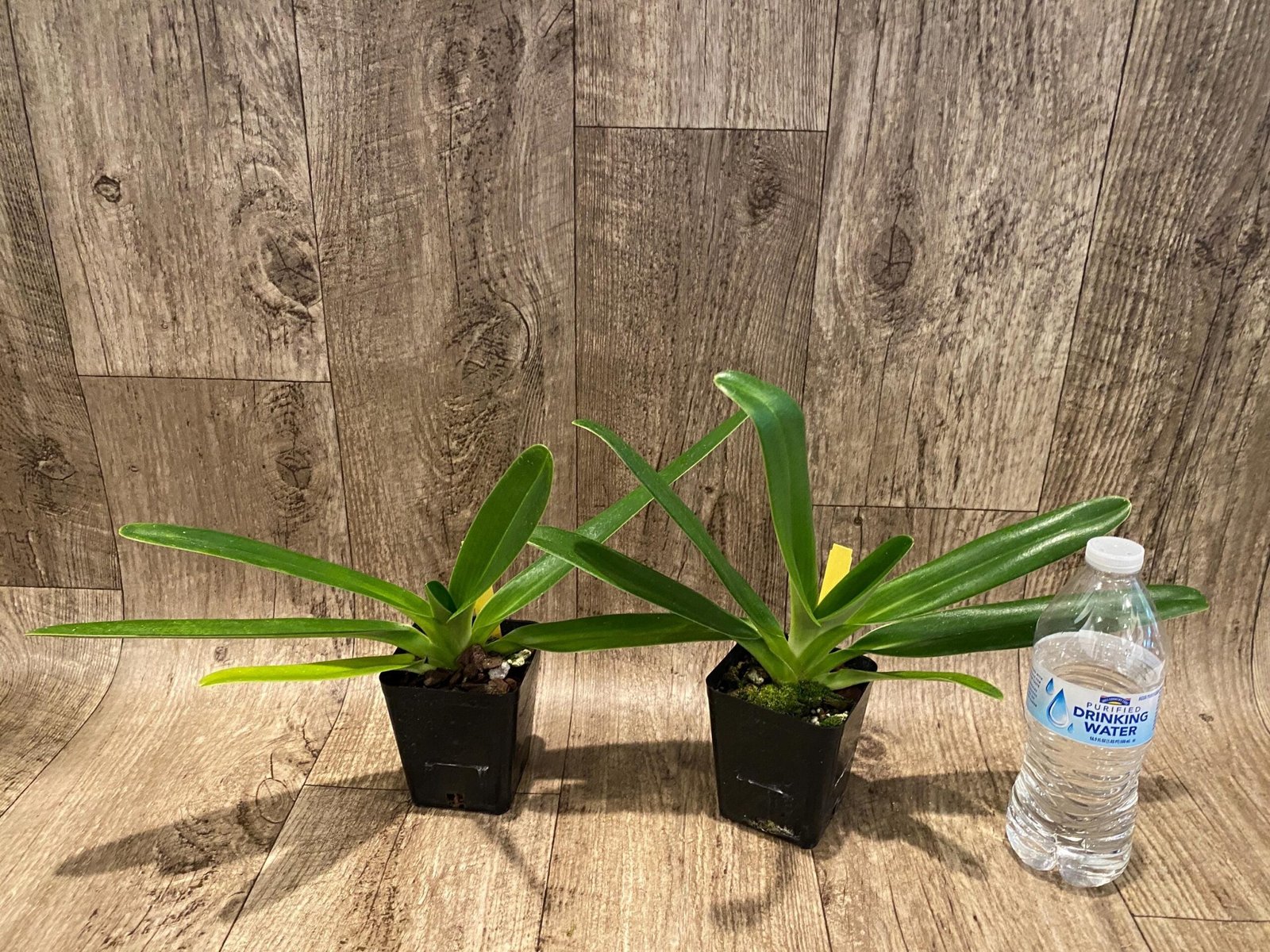 Paph. Lady Rothschild (Lady Isabel x rothschildianum) (3.5” pot ...