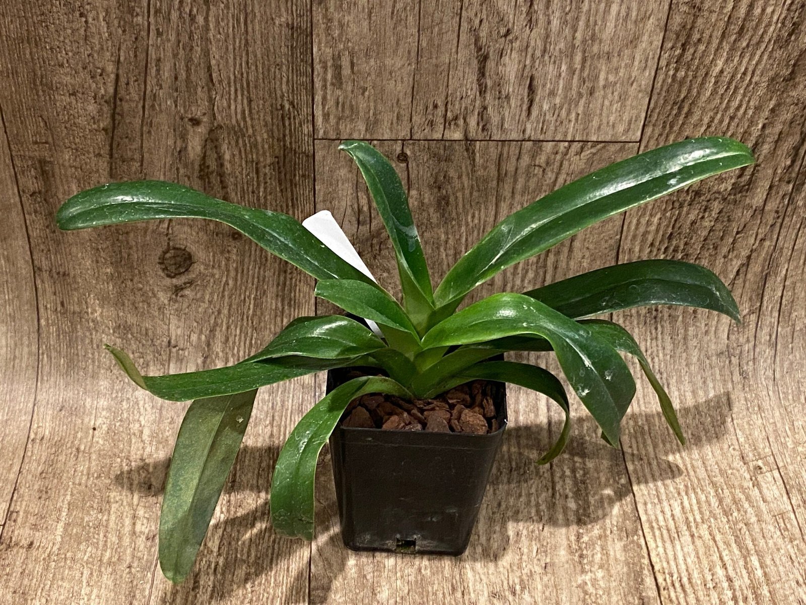 Paph. lowii ‘Pilar’ HCC/AOS’ × sib (3.5” pot) - Everything Orchids
