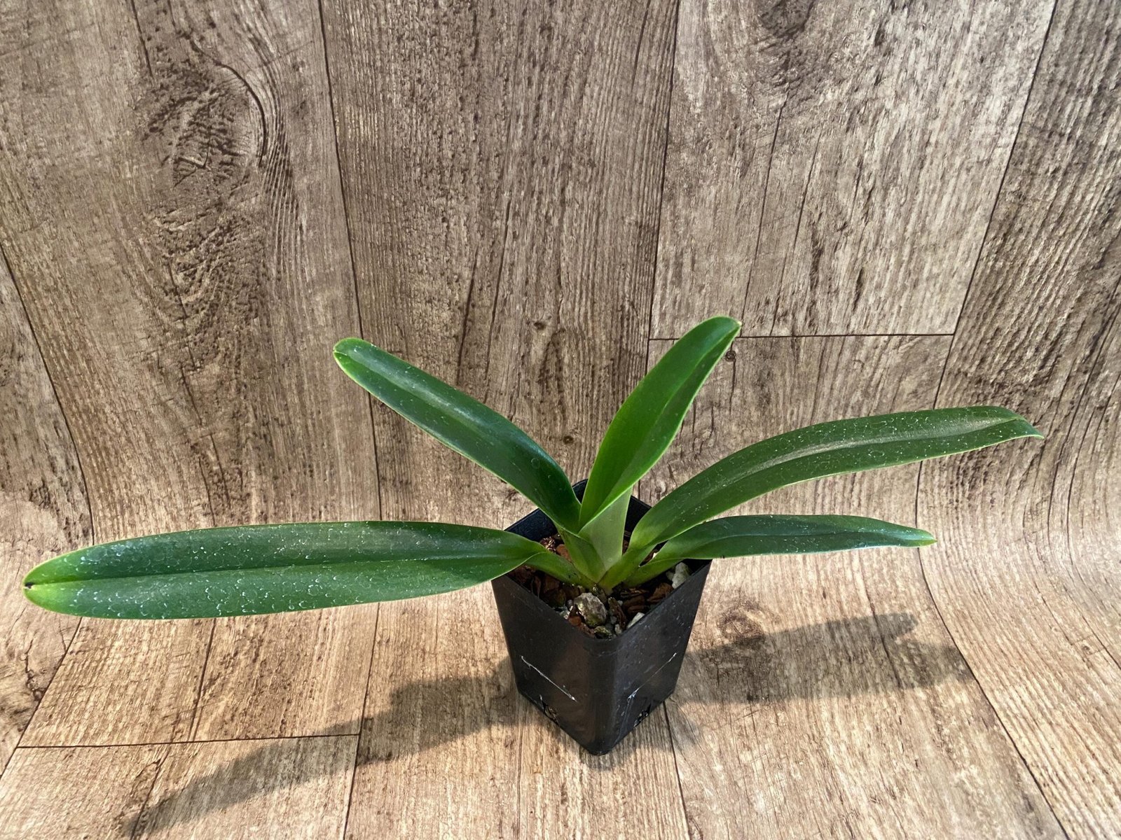 Paph. (Memoria Joan Levy x Lady Isabel) (3.5” pot) - Everything Orchids