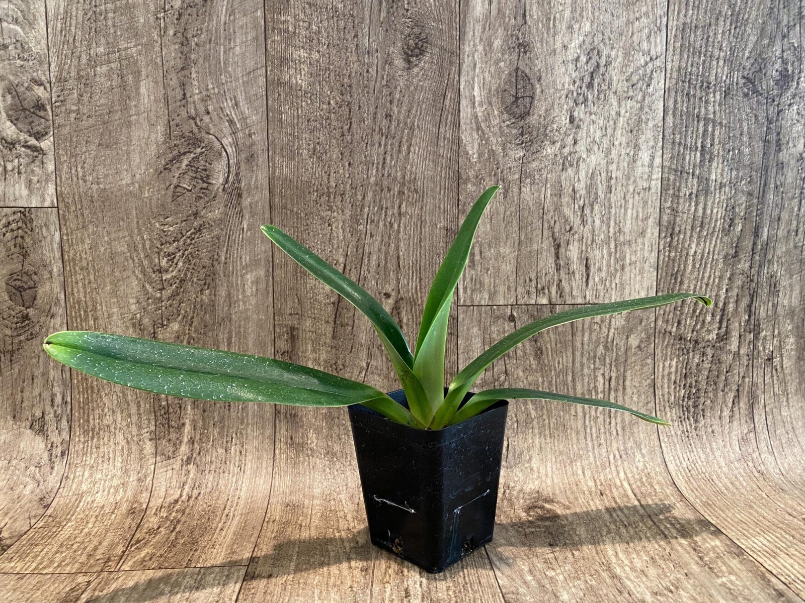 Paph. (Memoria Joan Levy x Lady Isabel) (3.5” pot) - Everything Orchids