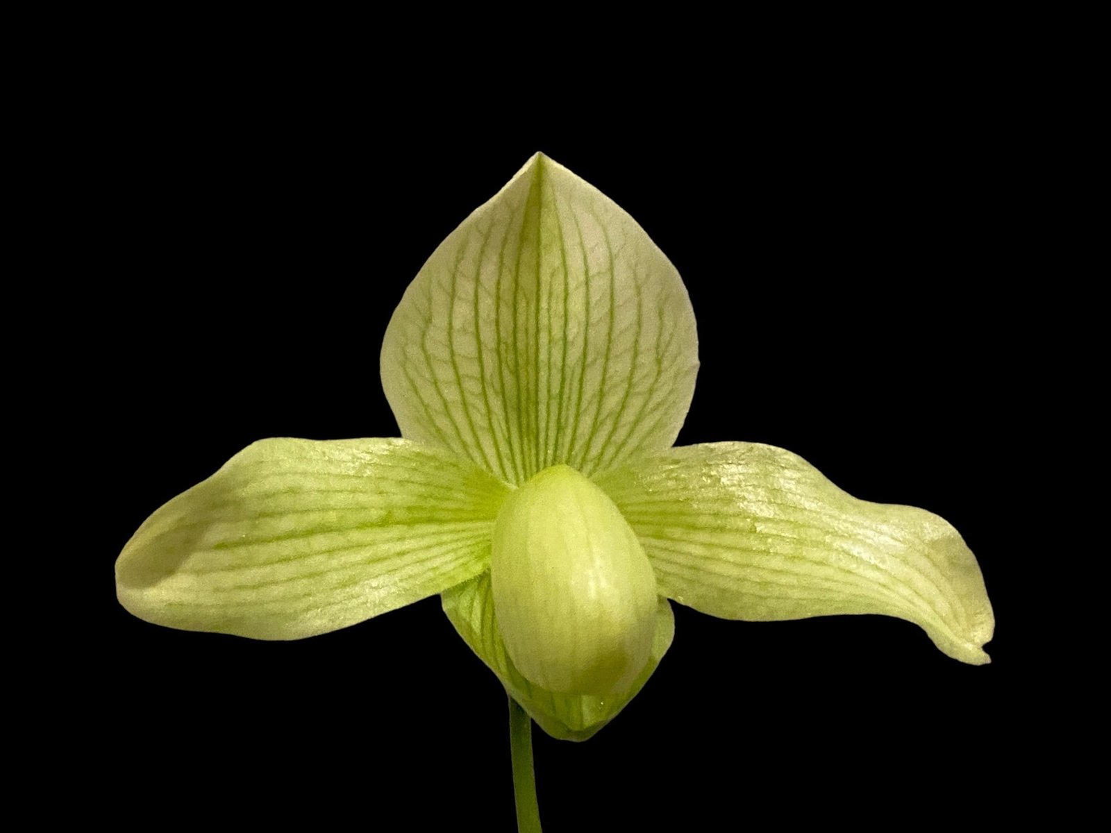 Paph. Moorei (ang thong v alba x tonsum ‘Green Gold’ HCC) (2″ pot ...