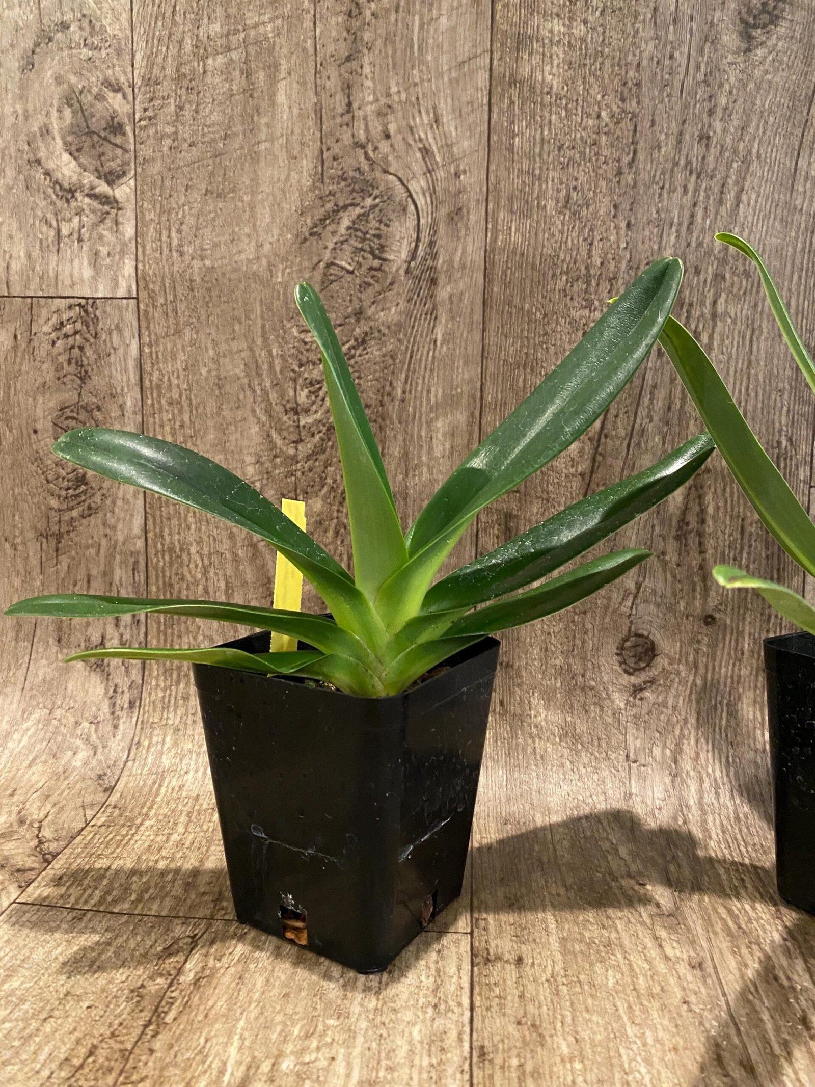 Paph. rothschildianum’Super Wings’ × Lady Isabel’Bodybuilder’ (3.5” pot ...
