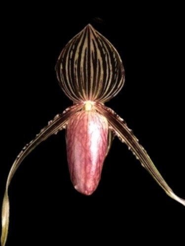 Paph. Wayne Booth ‘Chocolate Flush’ x rothschildianum ‘Black Bird’ (4.5 ...