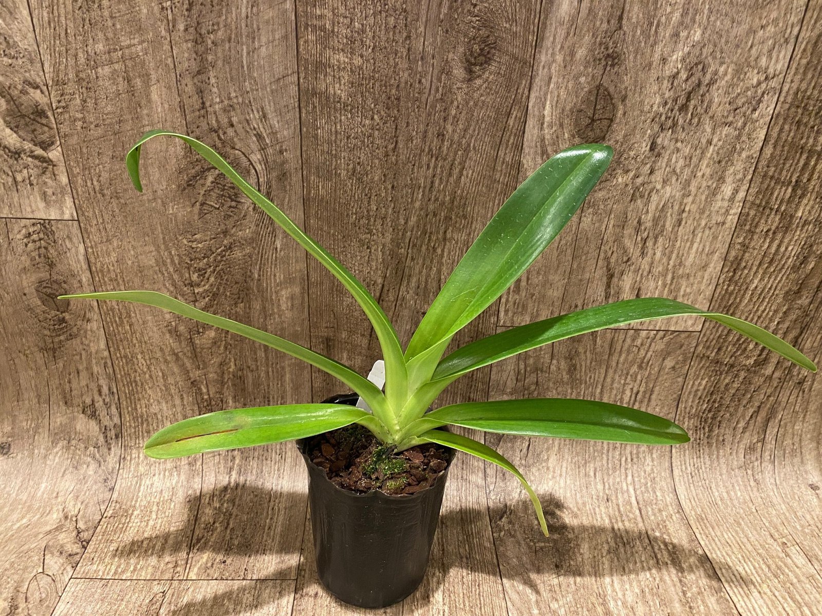 Paph. Wayne Booth ‘Chocolate Flush’ x rothschildianum ‘Black Bird’ (4.5 ...
