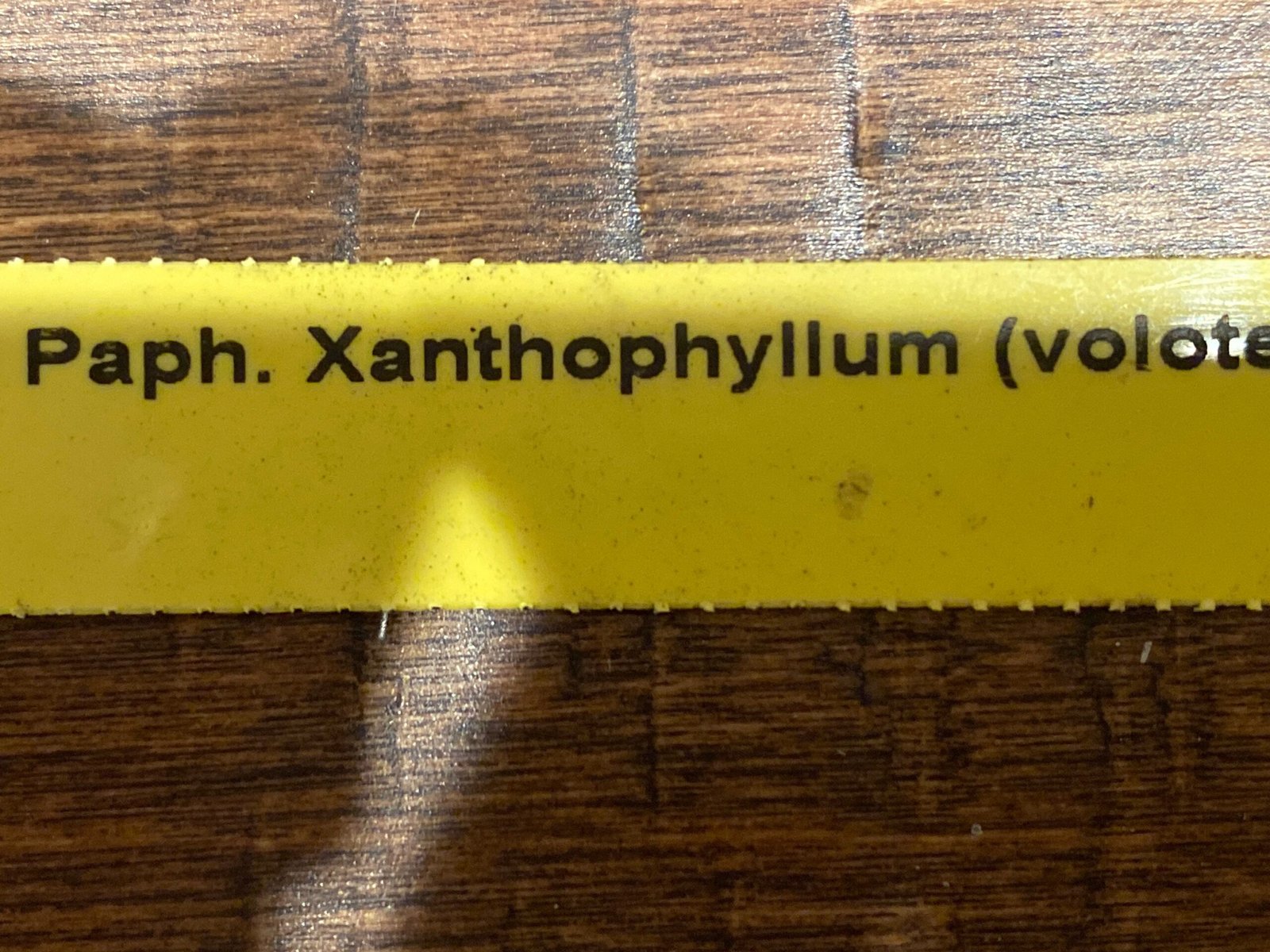 Paph. Xanthophyllum (volonteanum x mastersianum) (3.5” pot ...