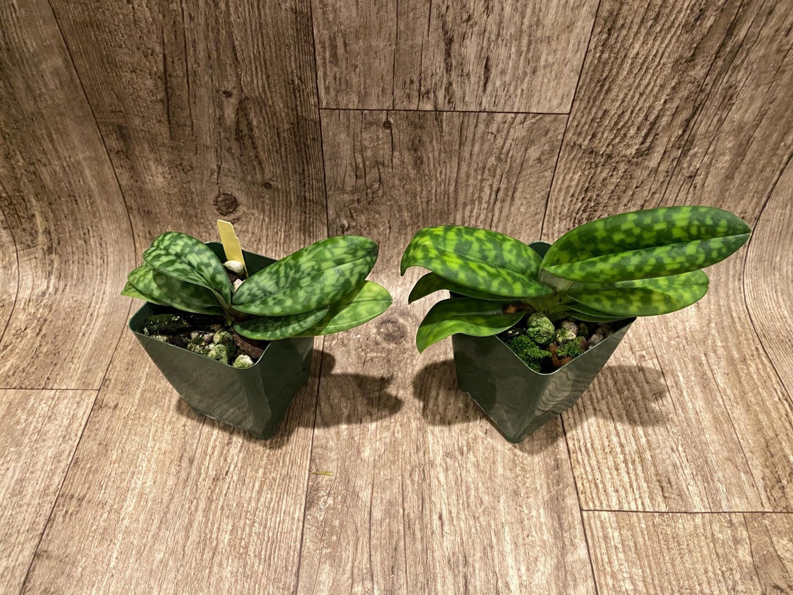 Paph. Xanthophyllum (volonteanum x mastersianum) (3.5” pot ...