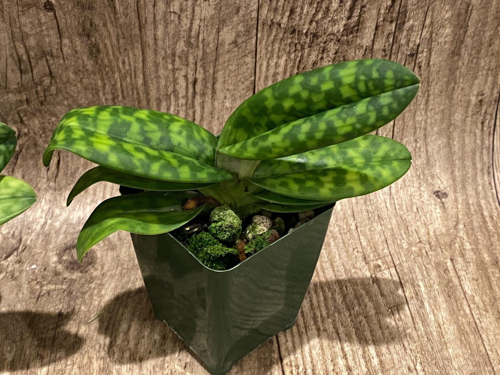 Paph. Xanthophyllum (volonteanum x mastersianum) (3.5” pot ...