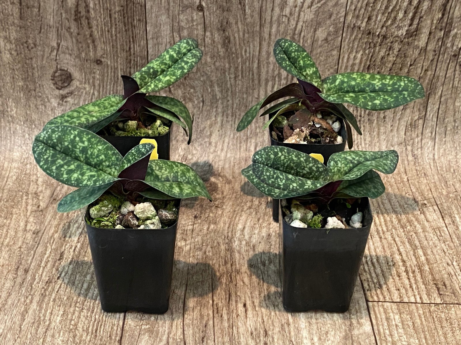 Paphiopedilum Amagiri (delenatli alba x wenshanense) (2″ pot ...