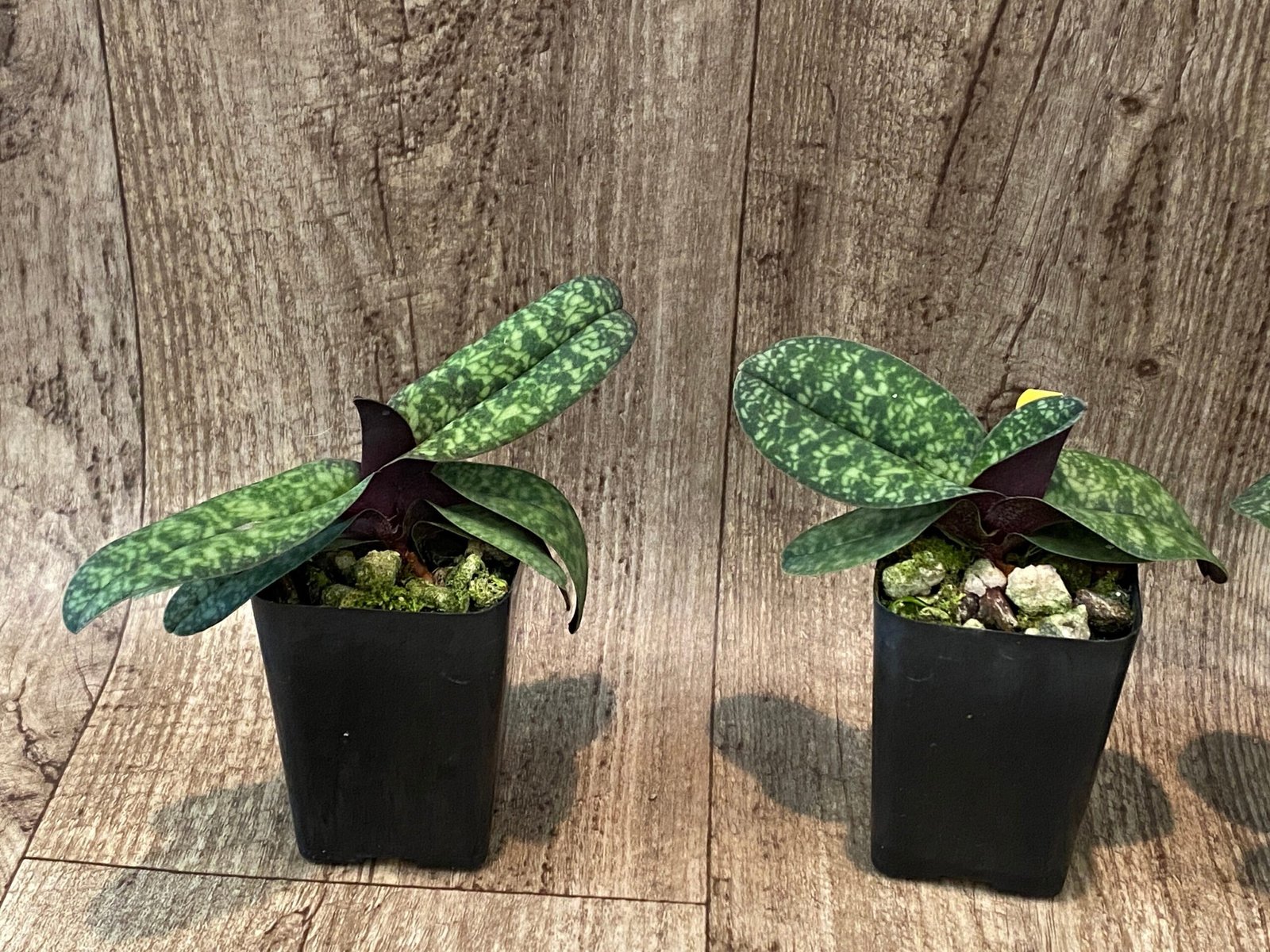 Paphiopedilum Amagiri (delenatli alba x wenshanense) (2″ pot ...