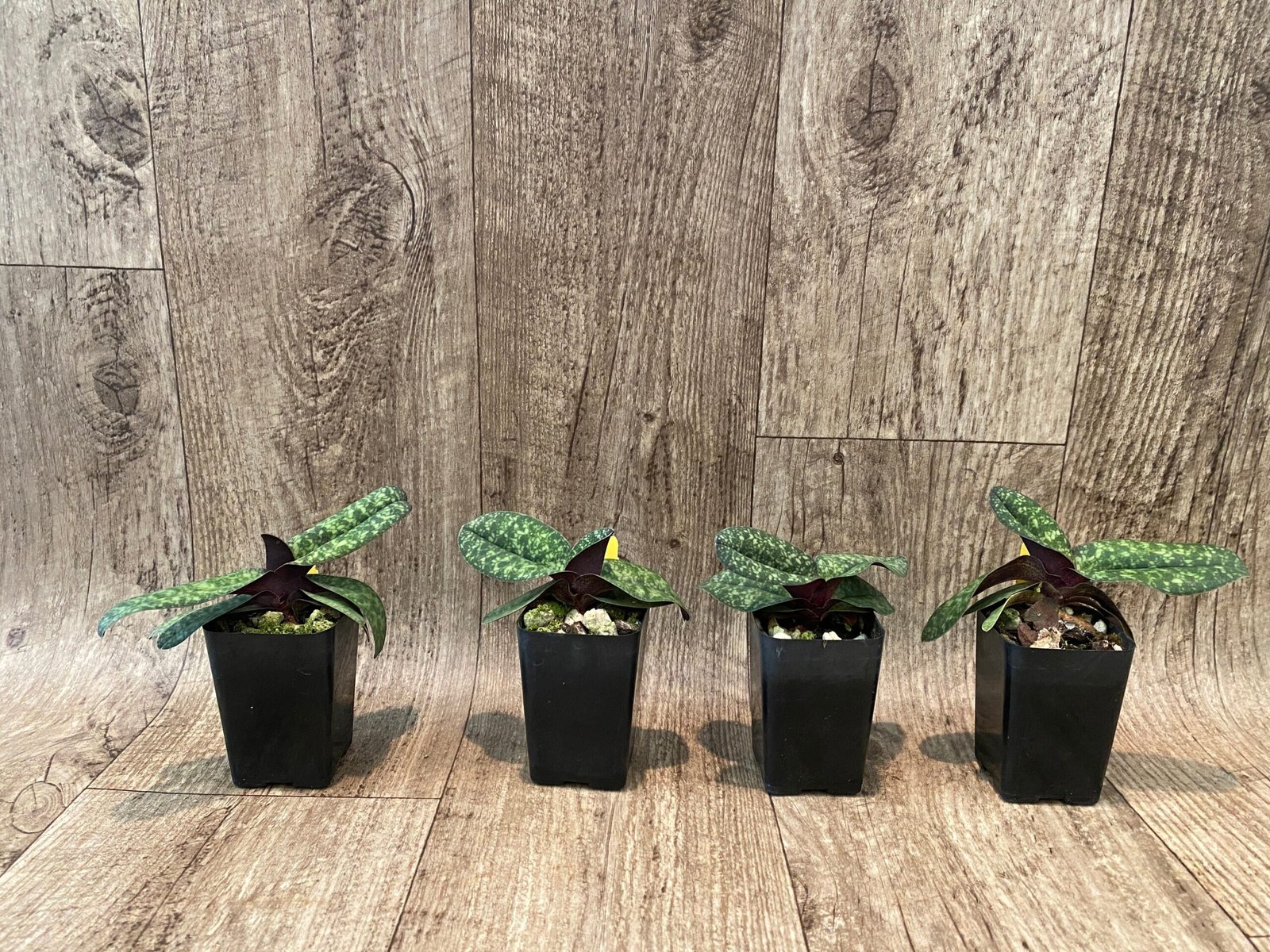 Paphiopedilum Amagiri (delenatli alba x wenshanense) (2″ pot ...