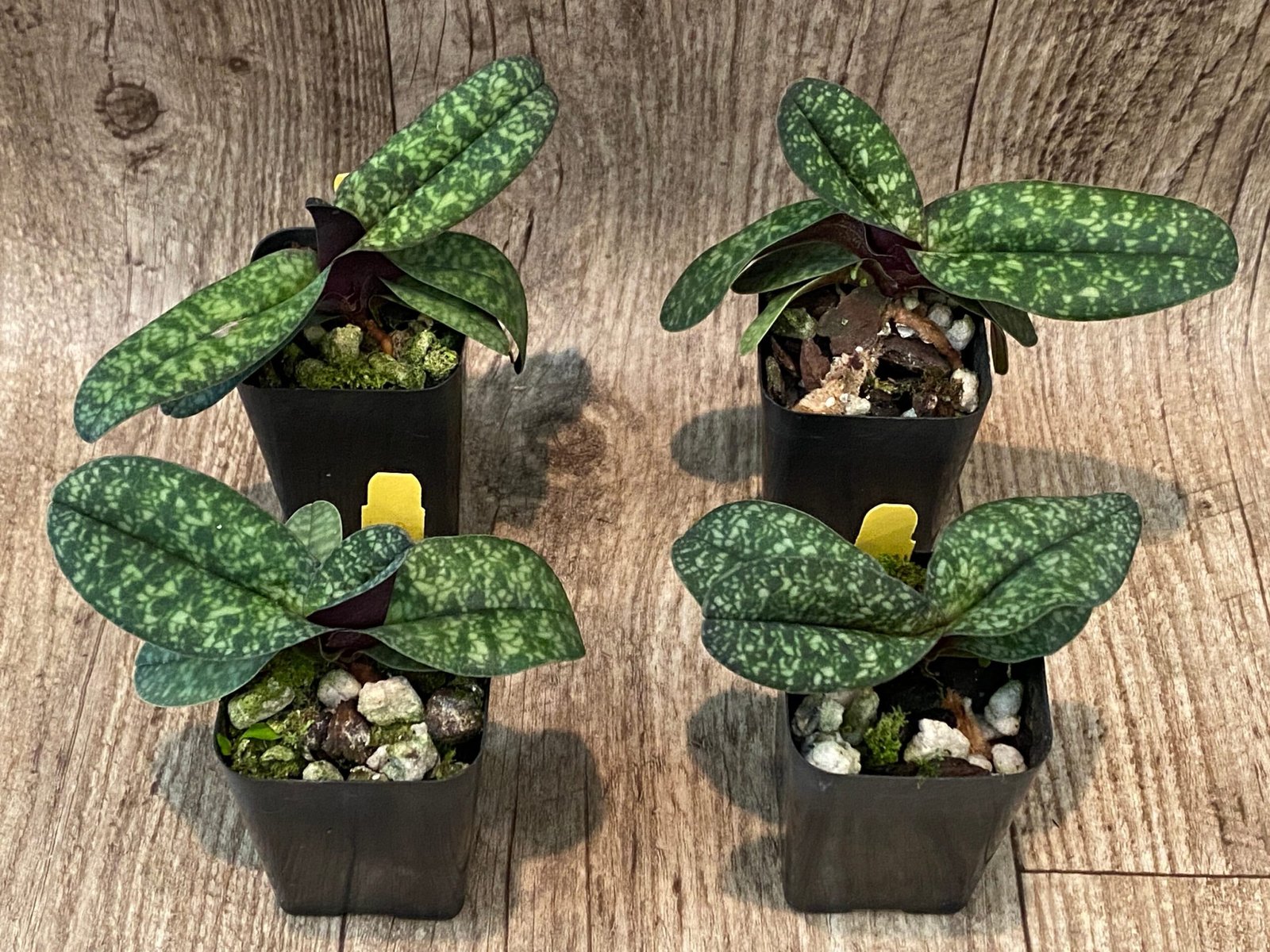 Paphiopedilum Amagiri (delenatli alba x wenshanense) (2″ pot ...