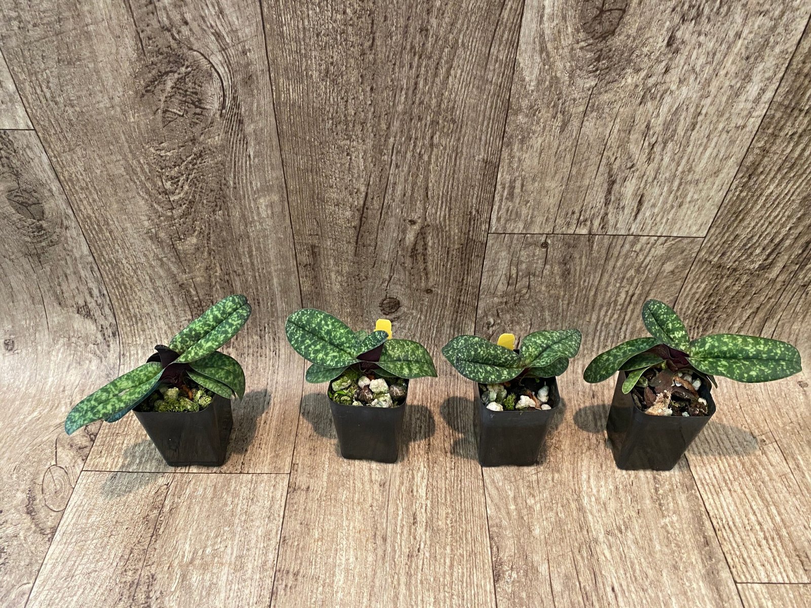 Paphiopedilum Amagiri (delenatli alba x wenshanense) (2″ pot ...