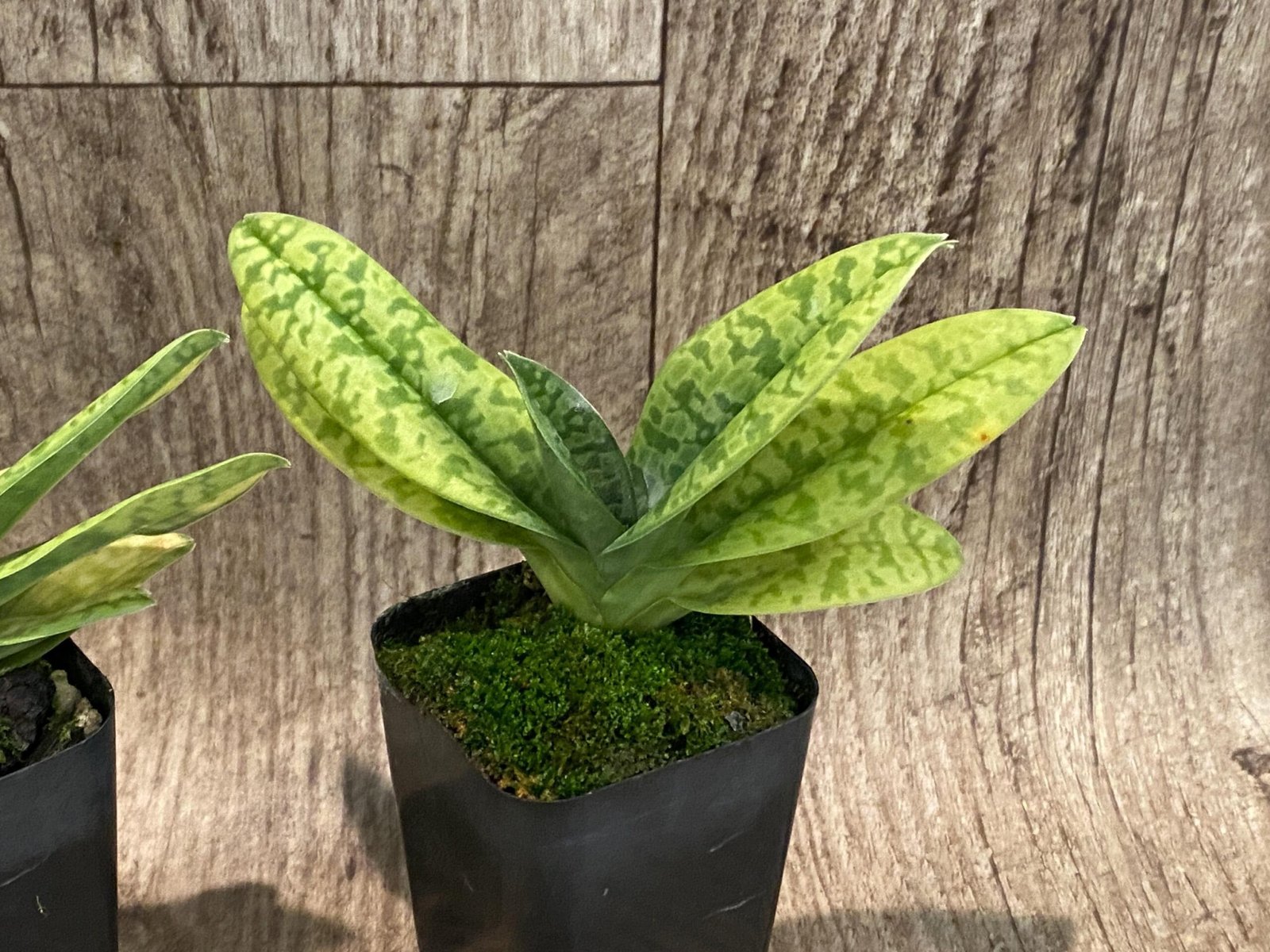 Paphiopedilum venustum album Multi-Growths (2” pot) - Everything Orchids