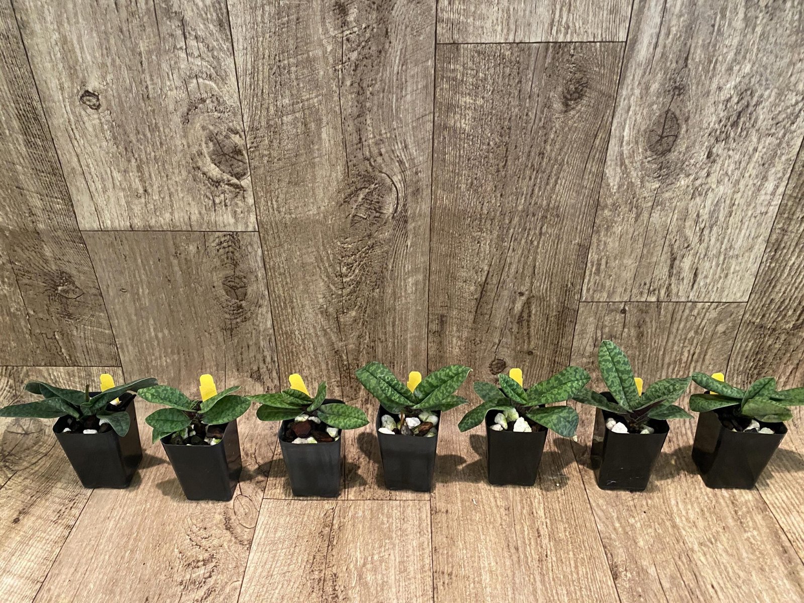 Paphiopedilum venustum x sib (2″ pot) - Everything Orchids