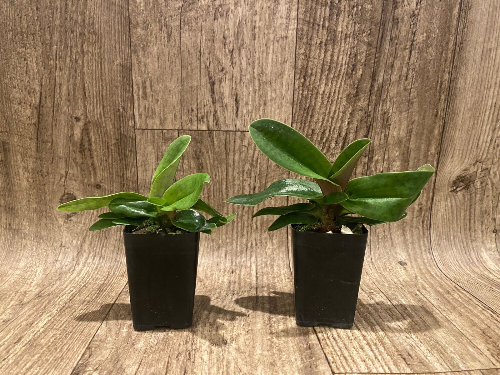 Paphiopedilum vexillarium x sib (2” pot) - Everything Orchids
