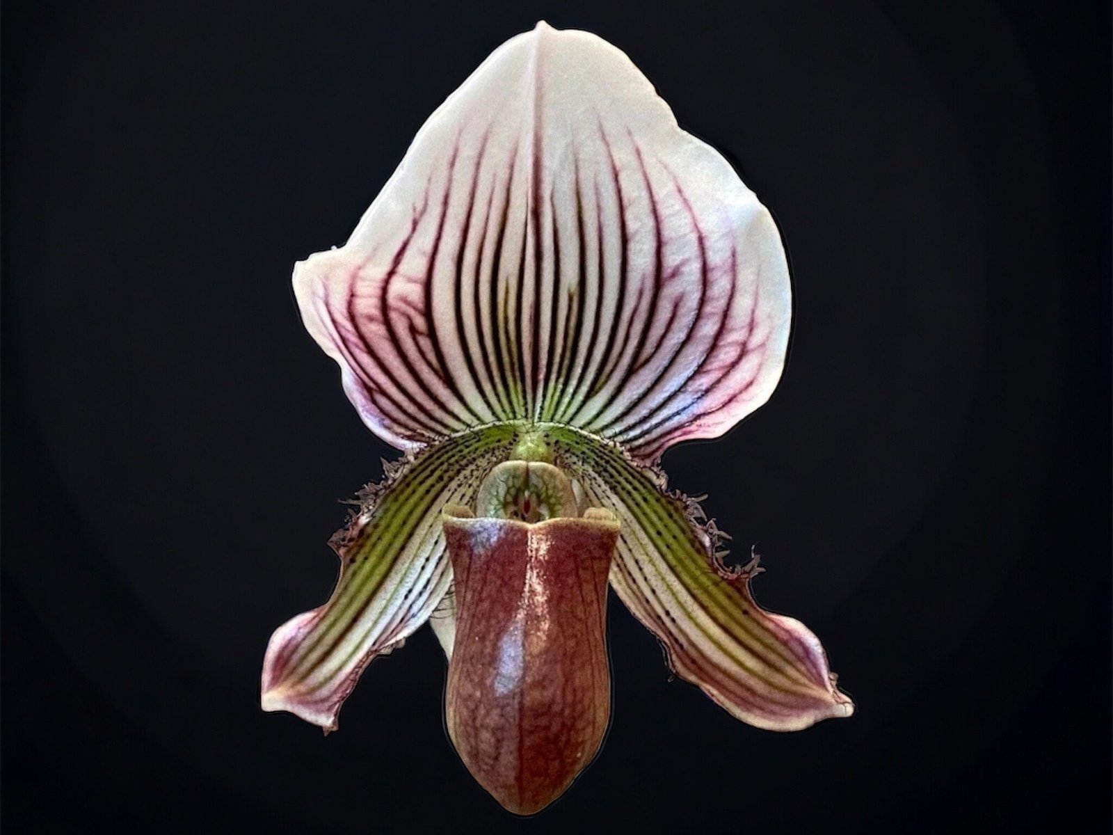 Paphiopedilum vexillarium x sib (2” pot) - Everything Orchids