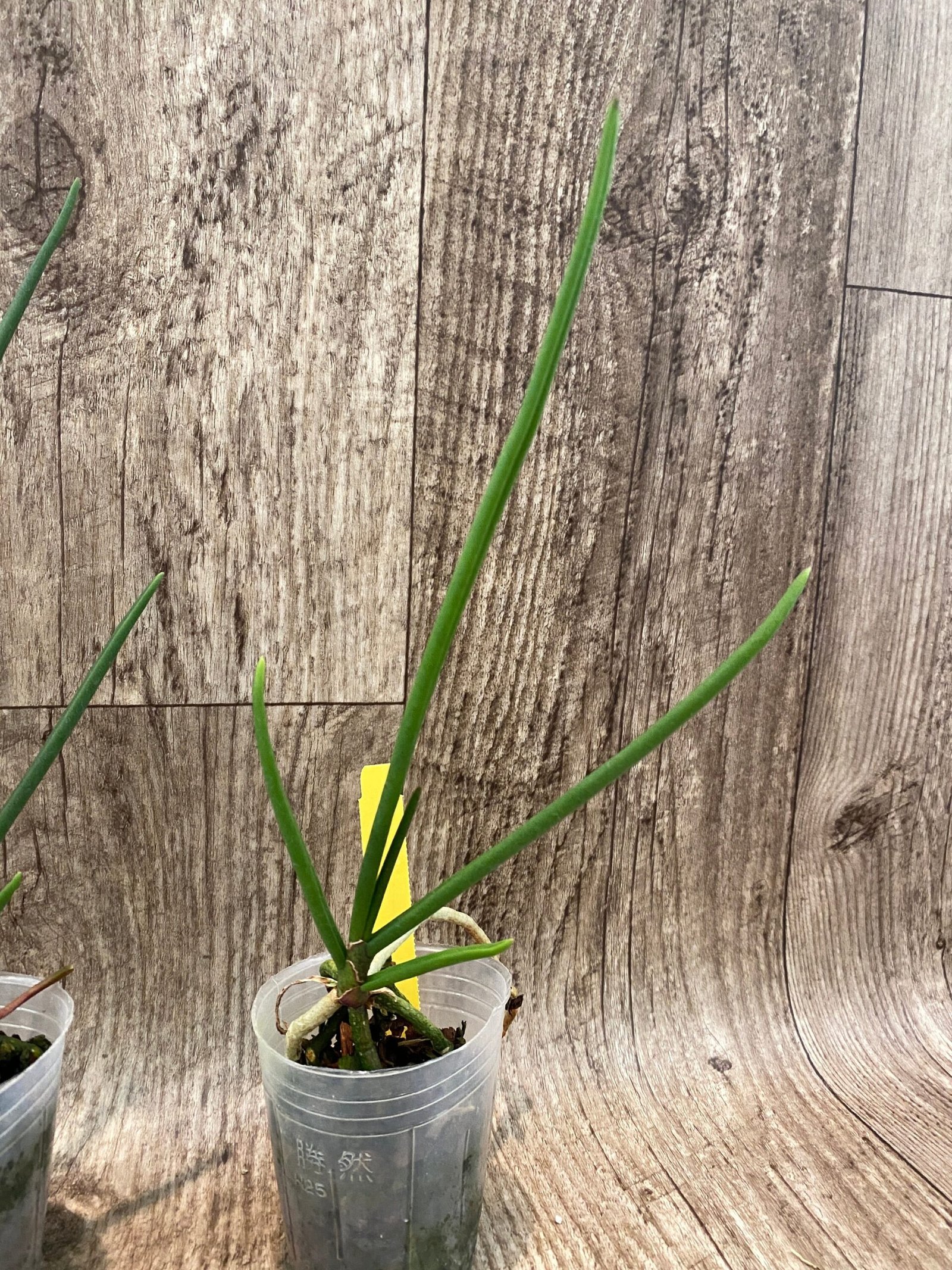 Paraphalaenopsis laycockii (3” Pot) - Everything Orchids